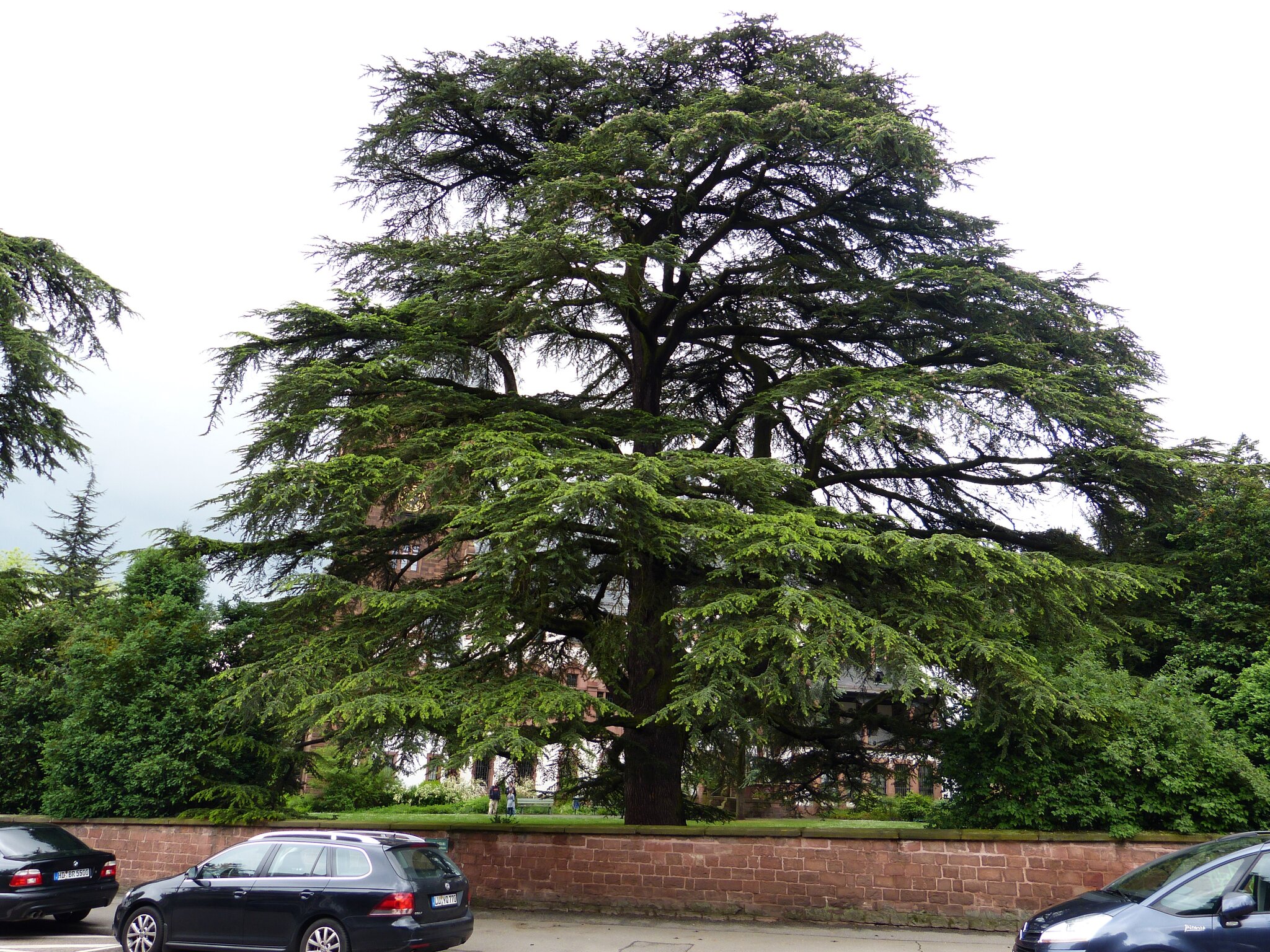 Die größte Zeder Deutschlands