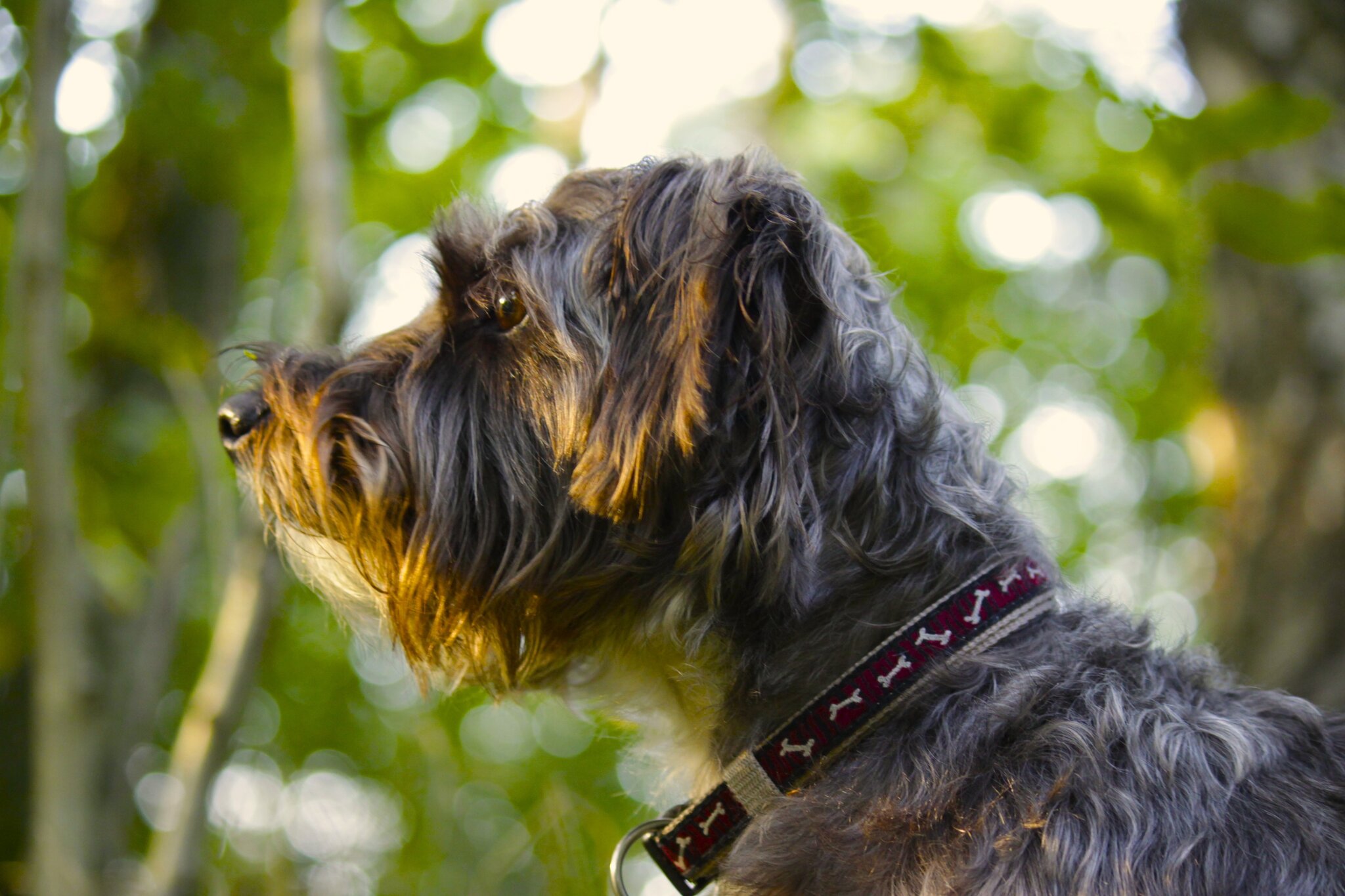 Hund im Profil