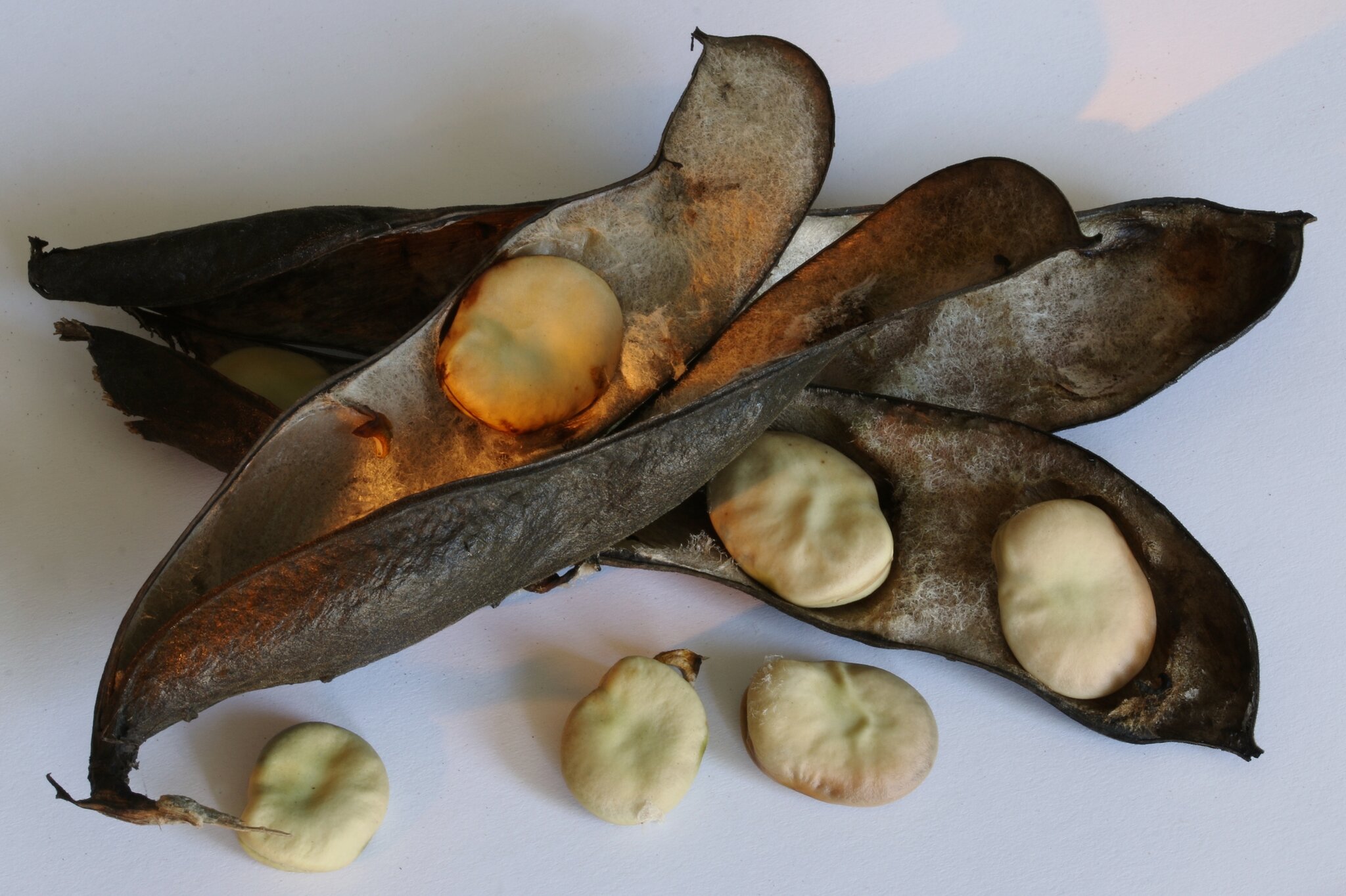 Wer hat Lust auf "Dicke Bohnen"? - auch Ackerbohnen, Saubohnen ...