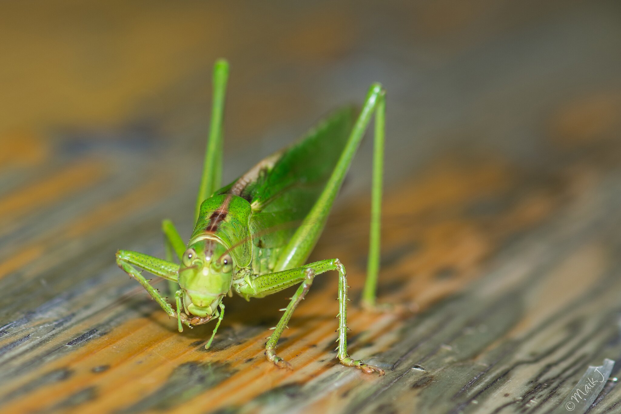 Mhhhh, wie war das noch mal??? - scheint das Heupferd sich am Kinn ...