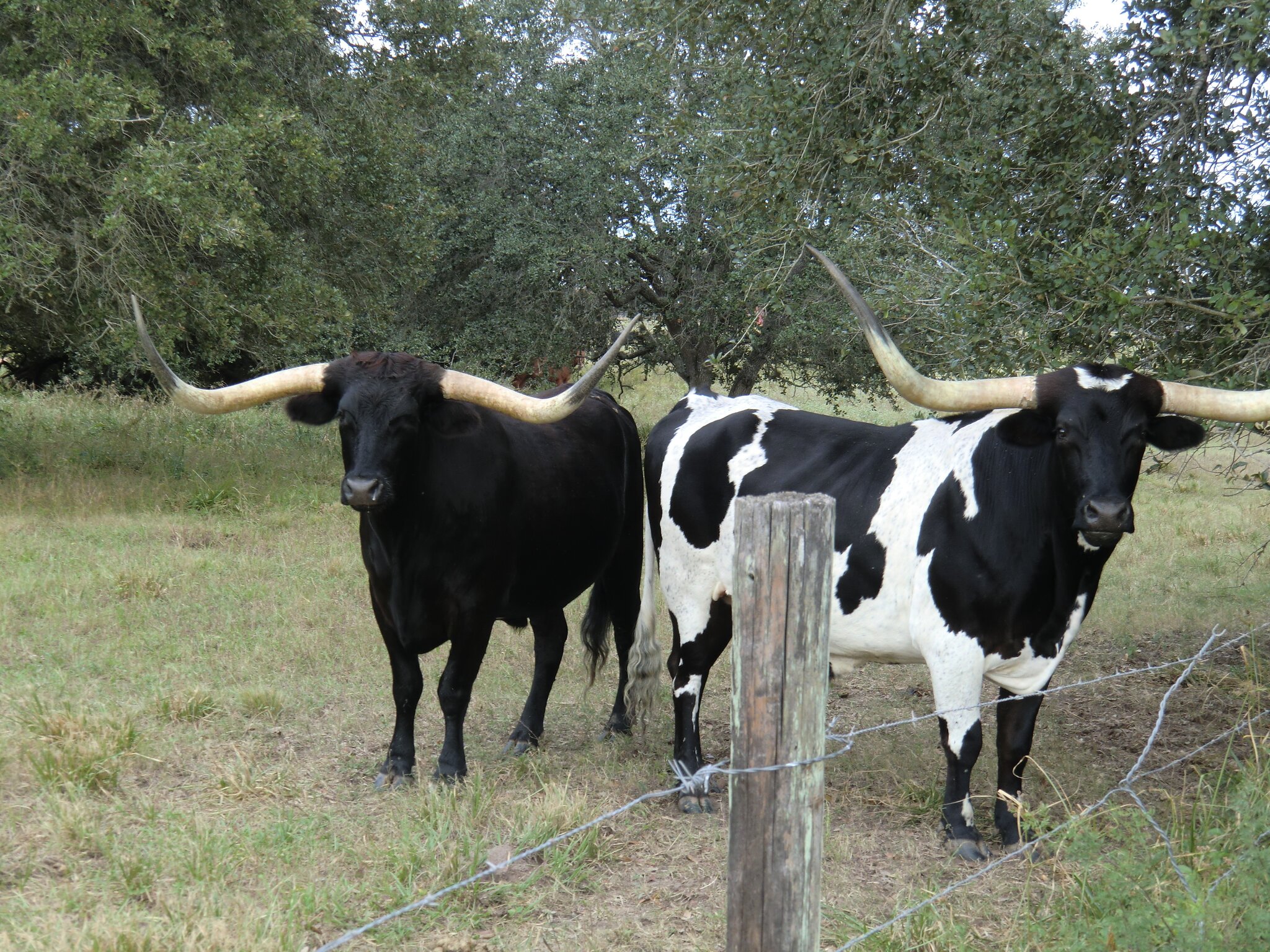 Longhorn Rinder in Edna Texas USA