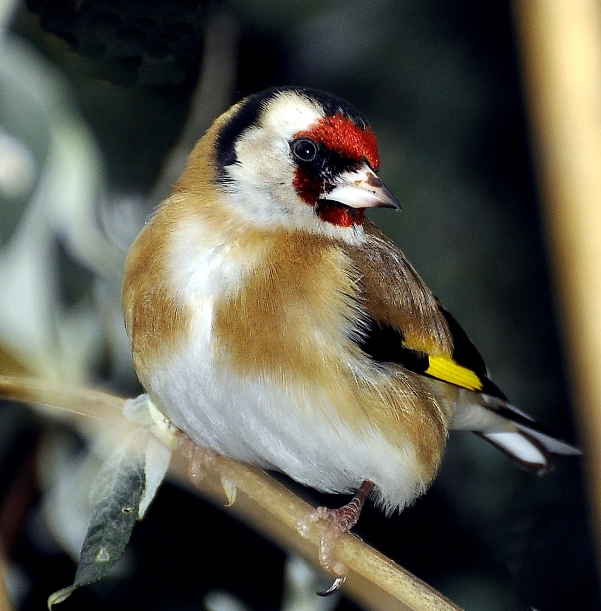 Der Distelfink mit seinen leuchtenden Farben ist ein echter Hingucker