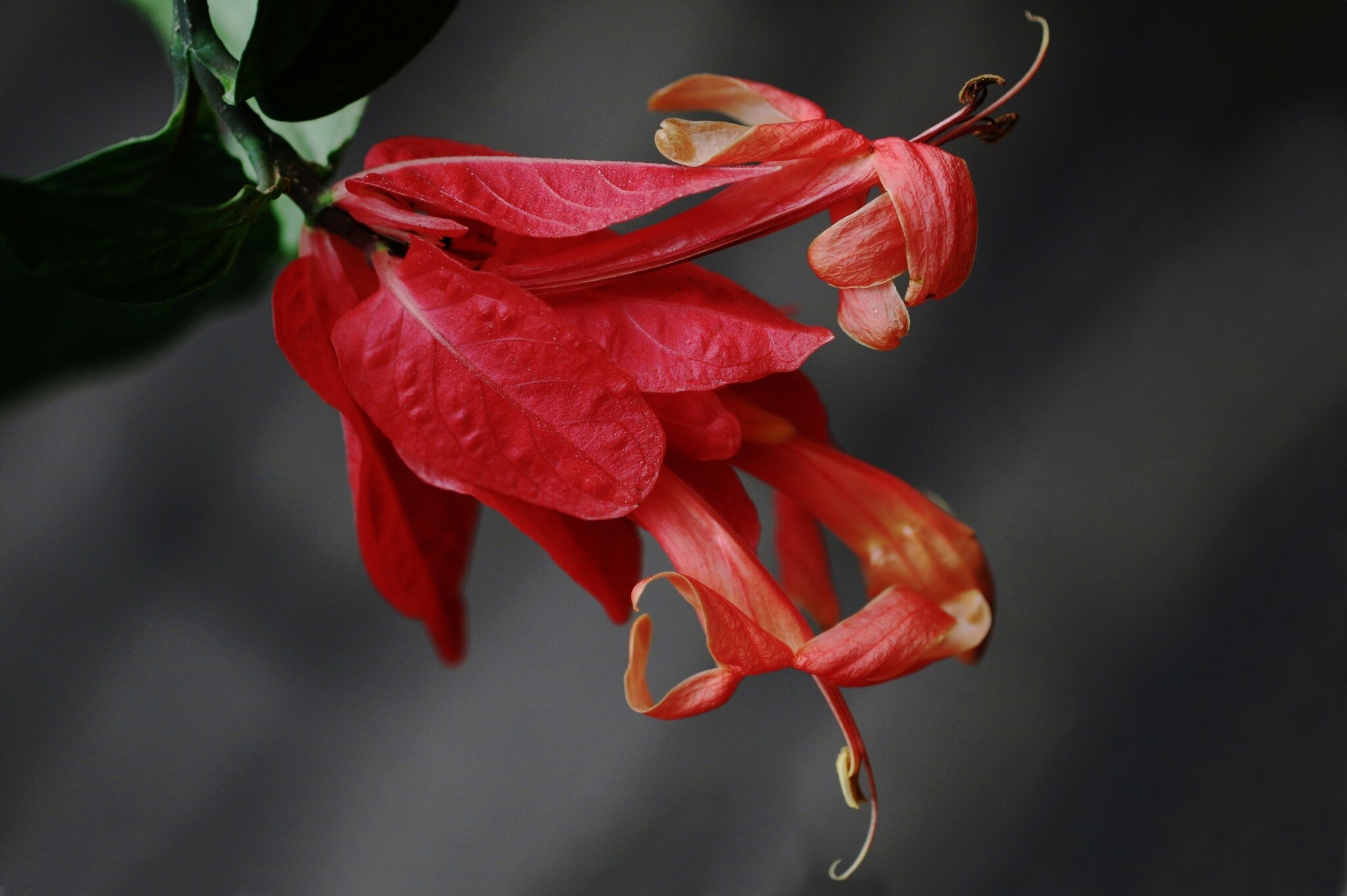 Blütenzauber von November bis März: "Ruellia chartacea", auch "Peruvian ...