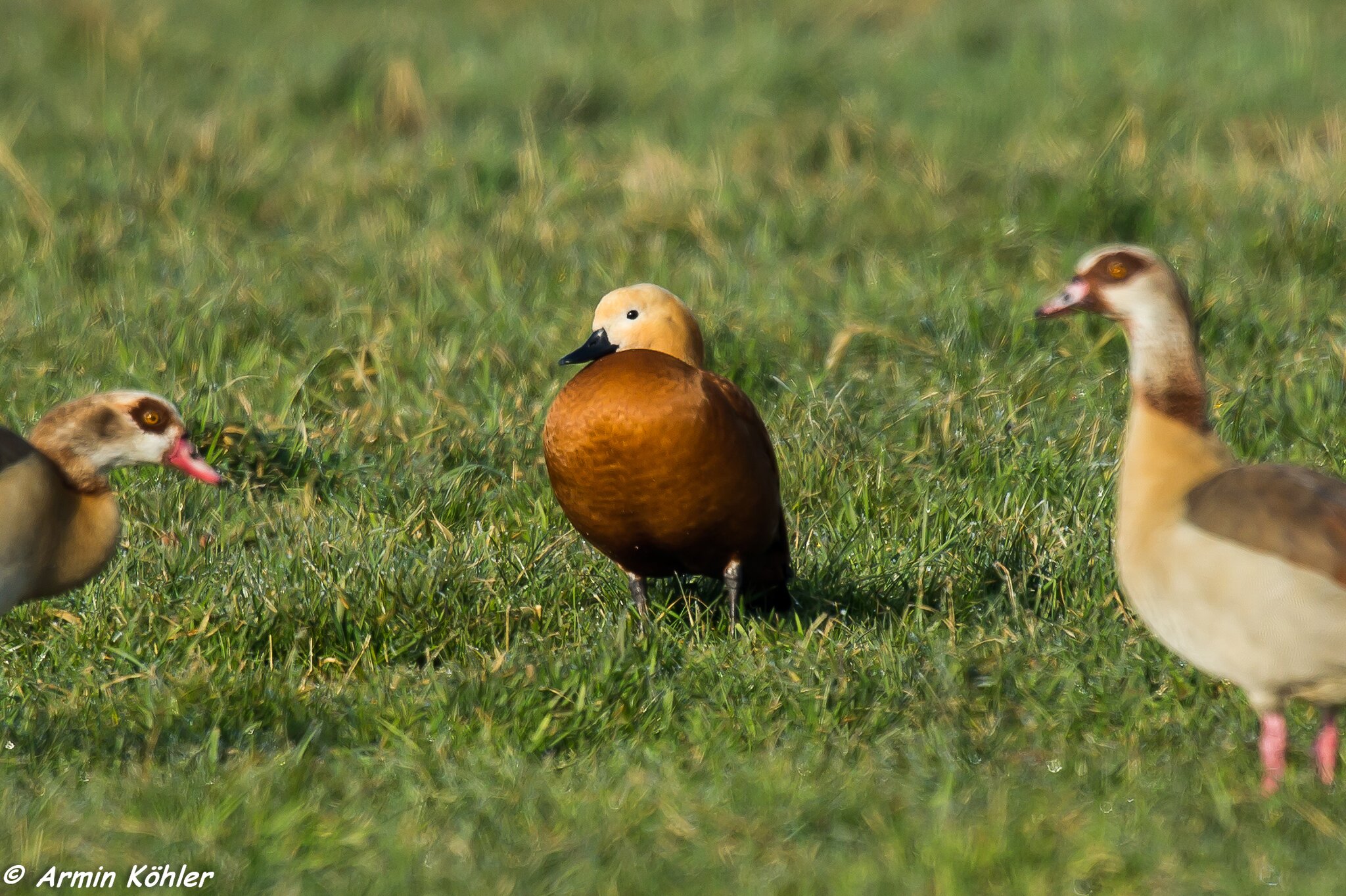 Rostgans zwischen Nilgänsen in den Ohmwiesen