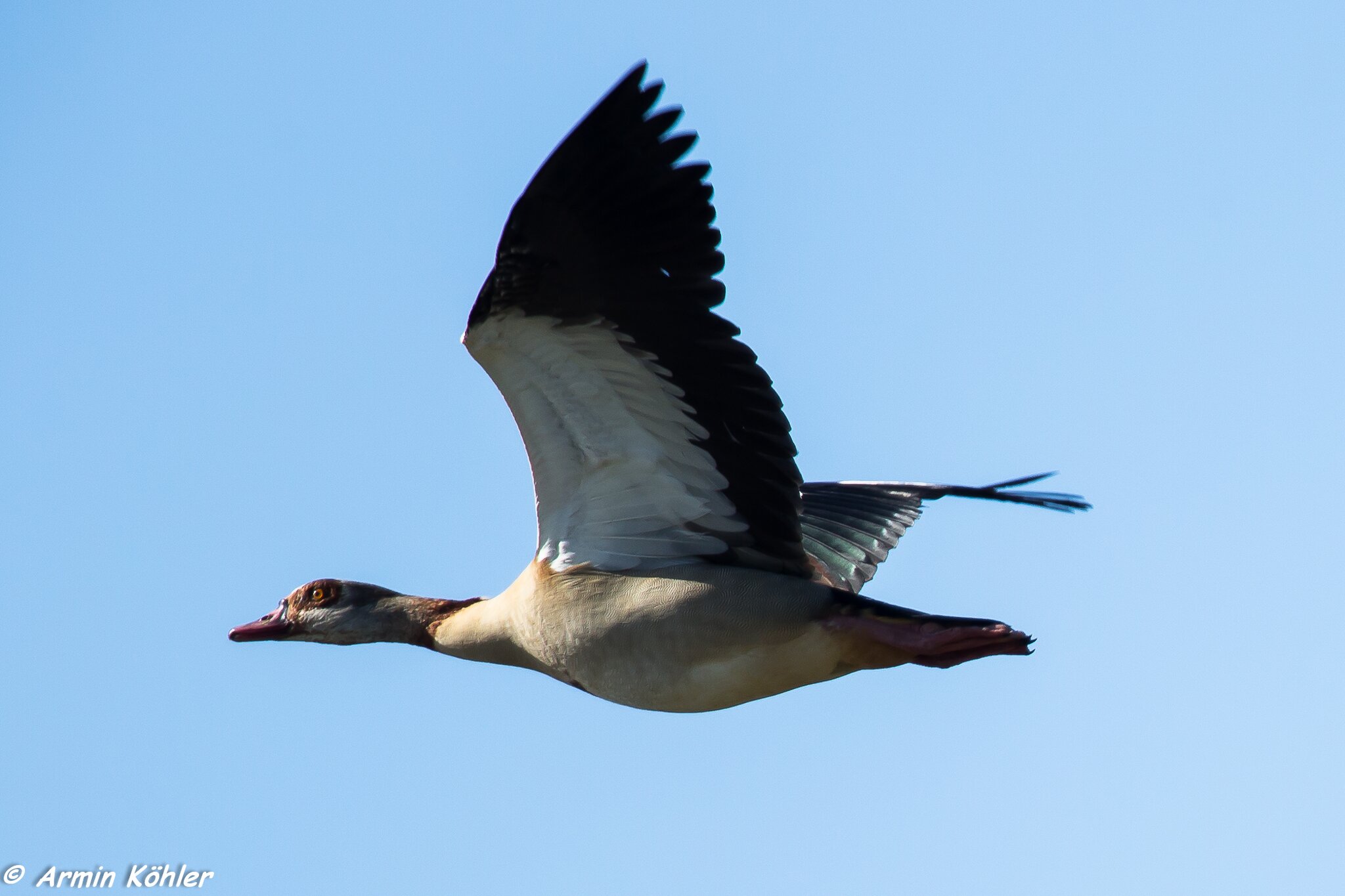 Nilgans im Flug | Natur | Naturfotografie