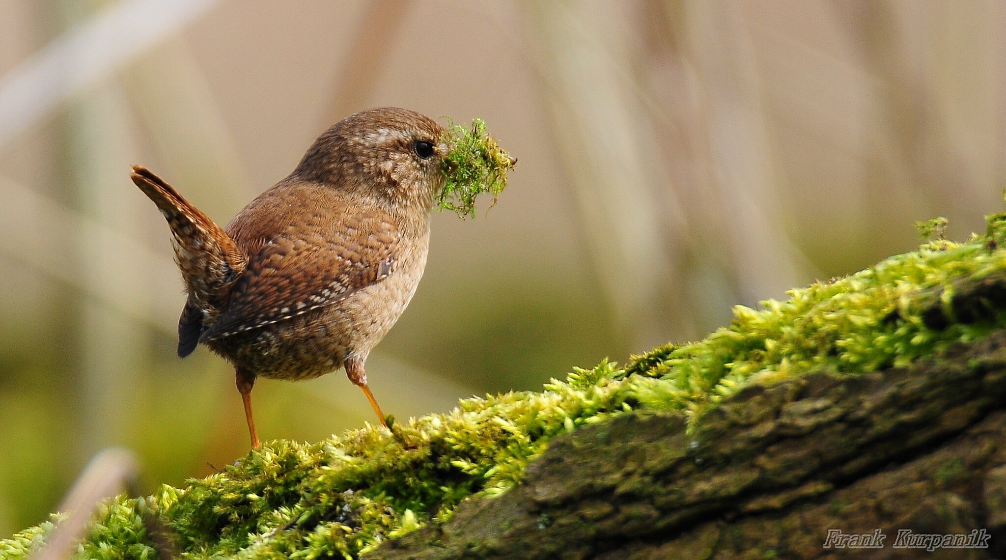 Das ist mal ein Top Foto !!! Auch dieser kleine Kerl hat nun viel zu ...