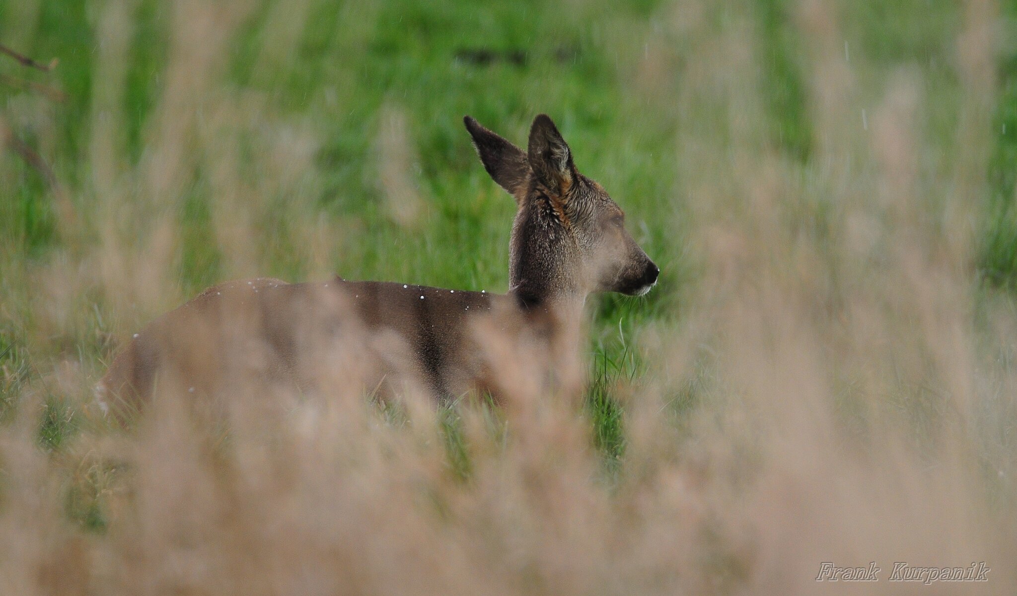 Heute habe Ich ein Reh im Hagel fotografieren können