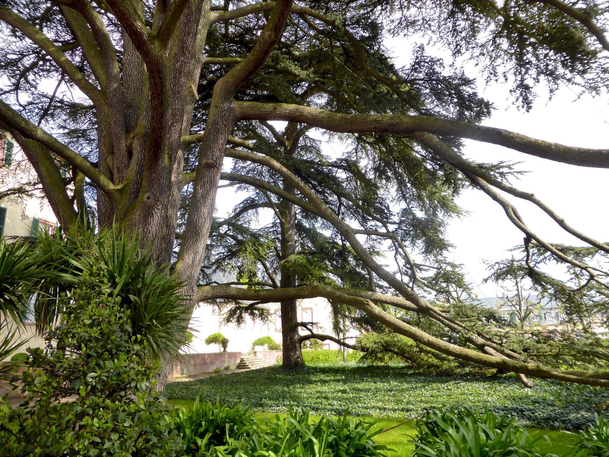 Über 100 Jahre alte Zeder