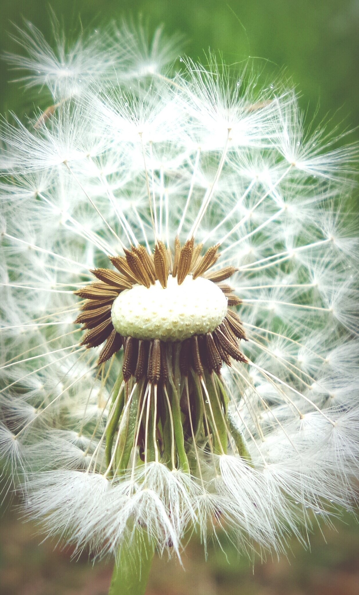 Die Pusteblume verrichtet ihr Werk