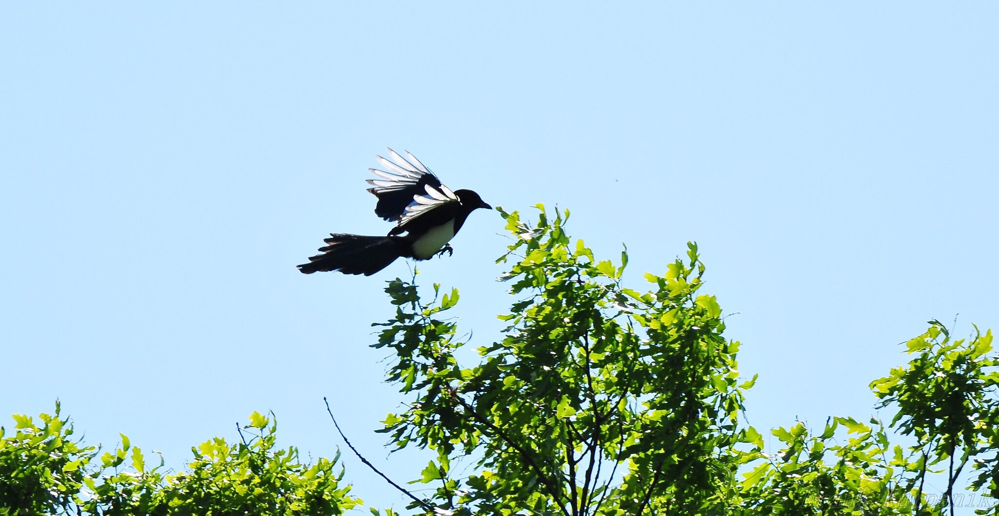Eine Elster im Flug