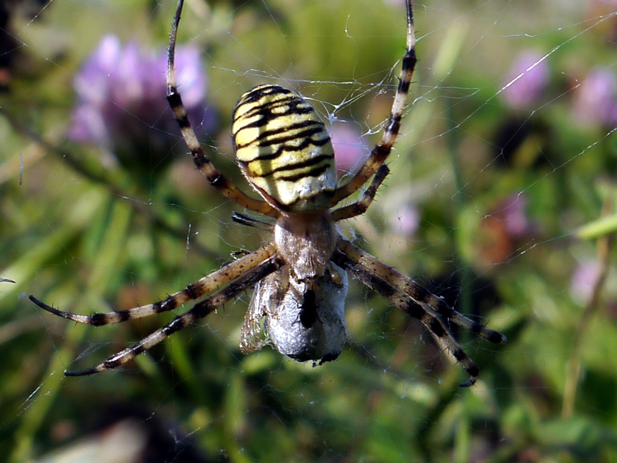 "Kleine" Monster in der Mark | Tiere | Spinne