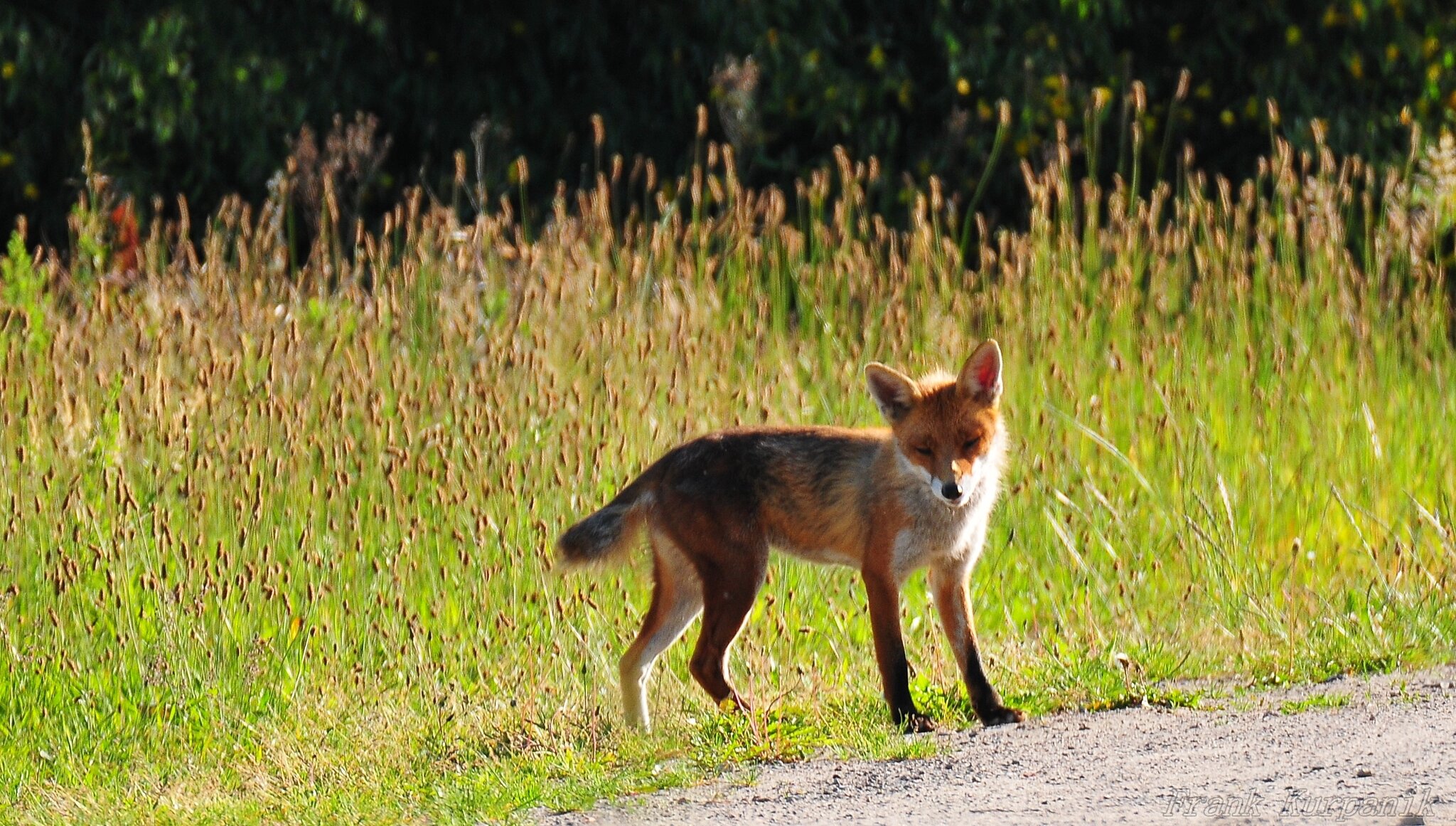 Gestern, konnte Ich einen jungen Fuchs fotografieren