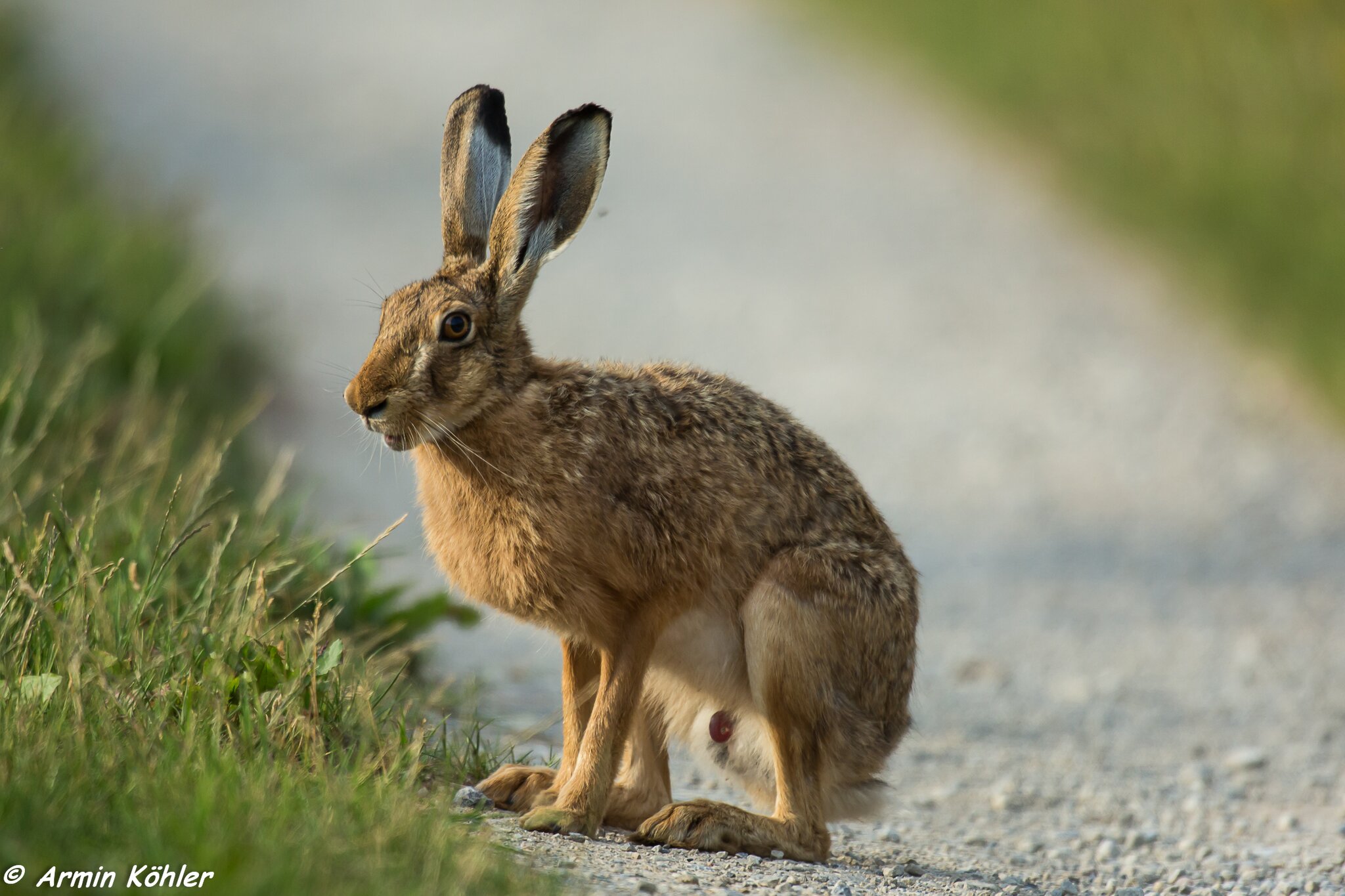 Das er hier der große Rammler ist, ist nicht zu übersehen