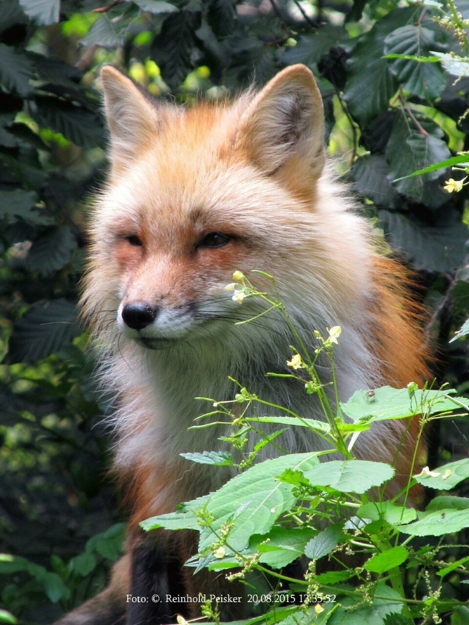 Zum Schluss des Tages, ein Portrait "Rotfuchs"