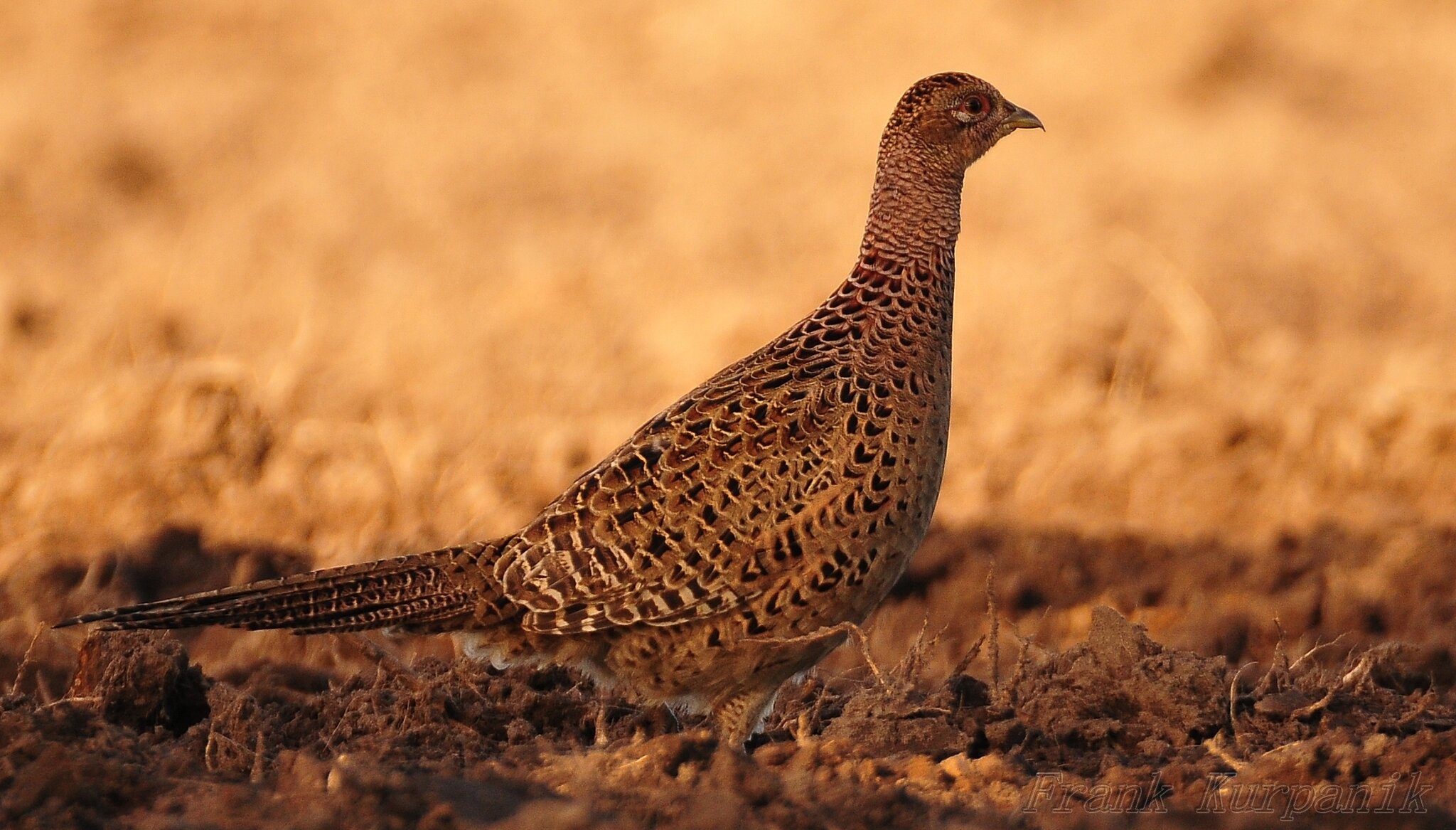 Fasanenweibchen - Fasanenhenne