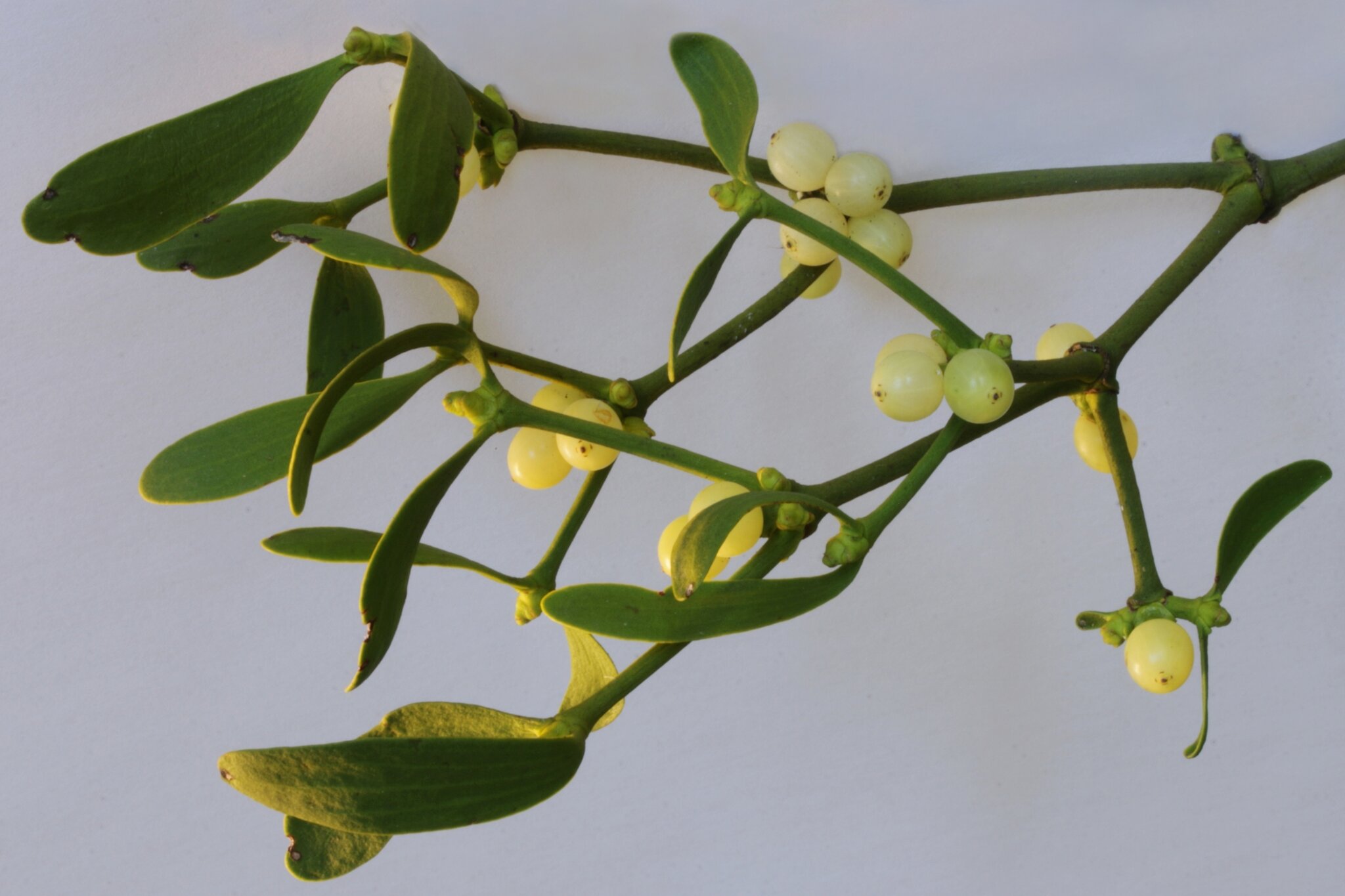 Die Weißbeerige Mistel (Viscum album) beflügelt seit Urzeiten die ...