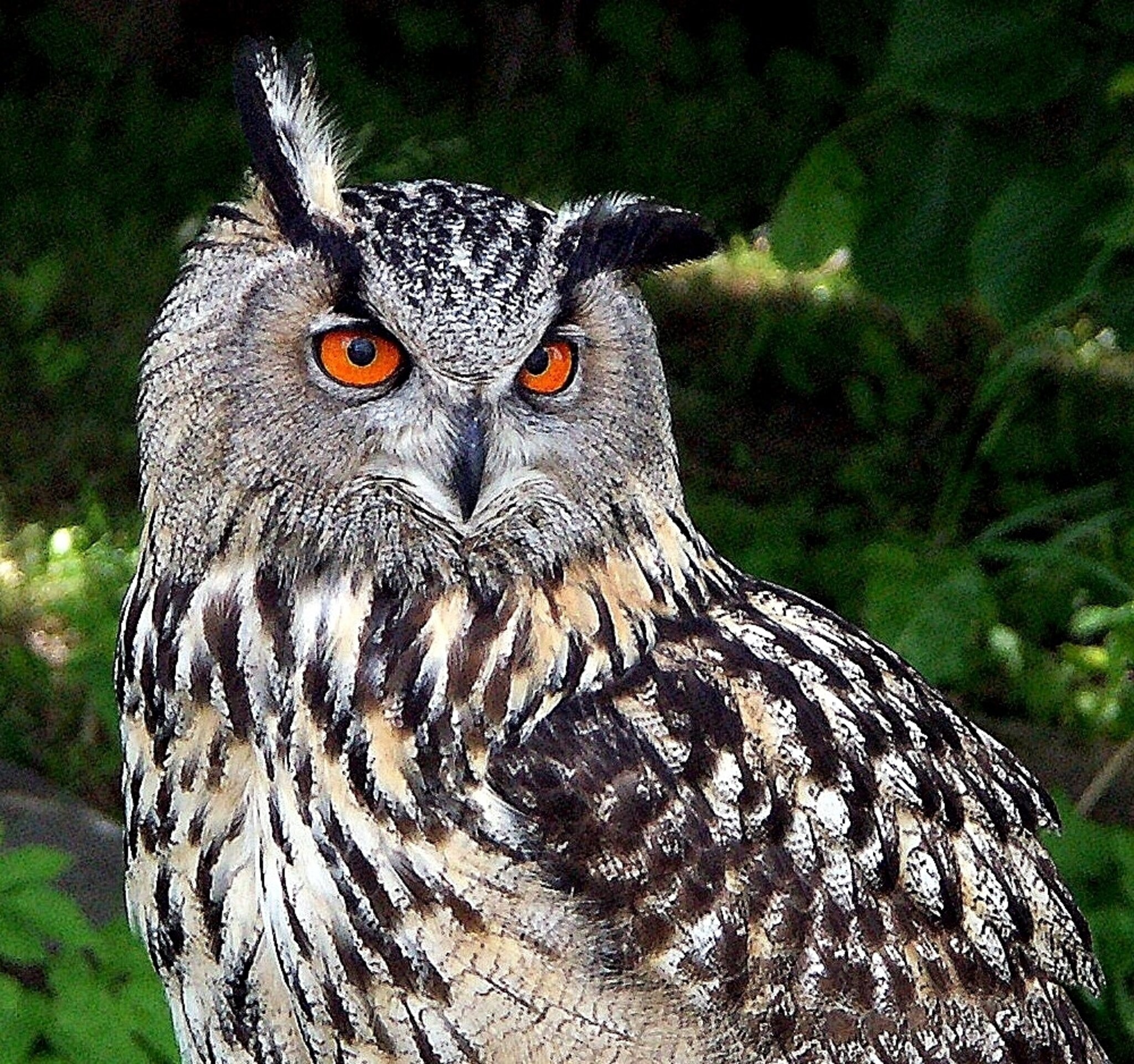 Mit einer Größe von bis zu 75 cm bei einem Gewicht von ca. 3,4 kg und ...