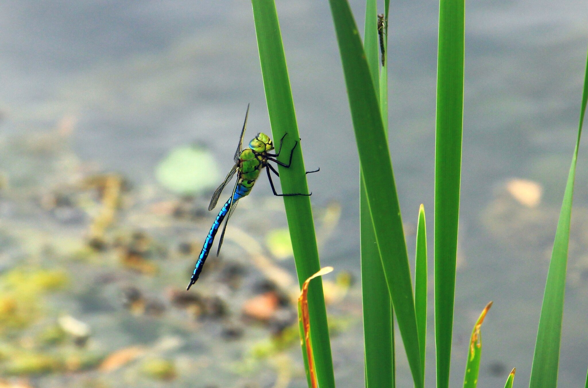 Die Grüne Mosaikjungfer (Aeshna viridis)...Edit:Große Königslibelle ...