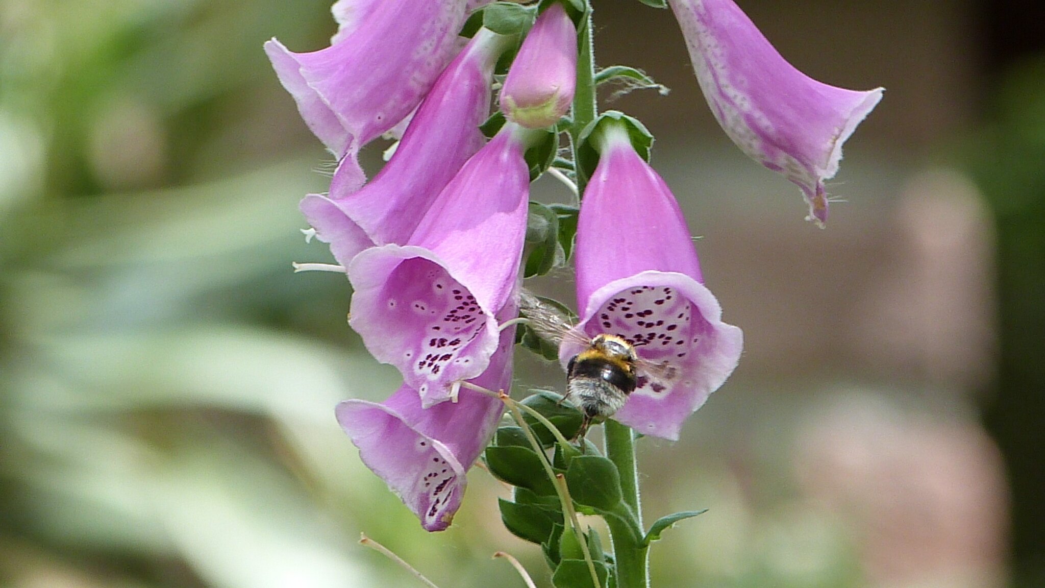 Fingerhut mit Hummel
