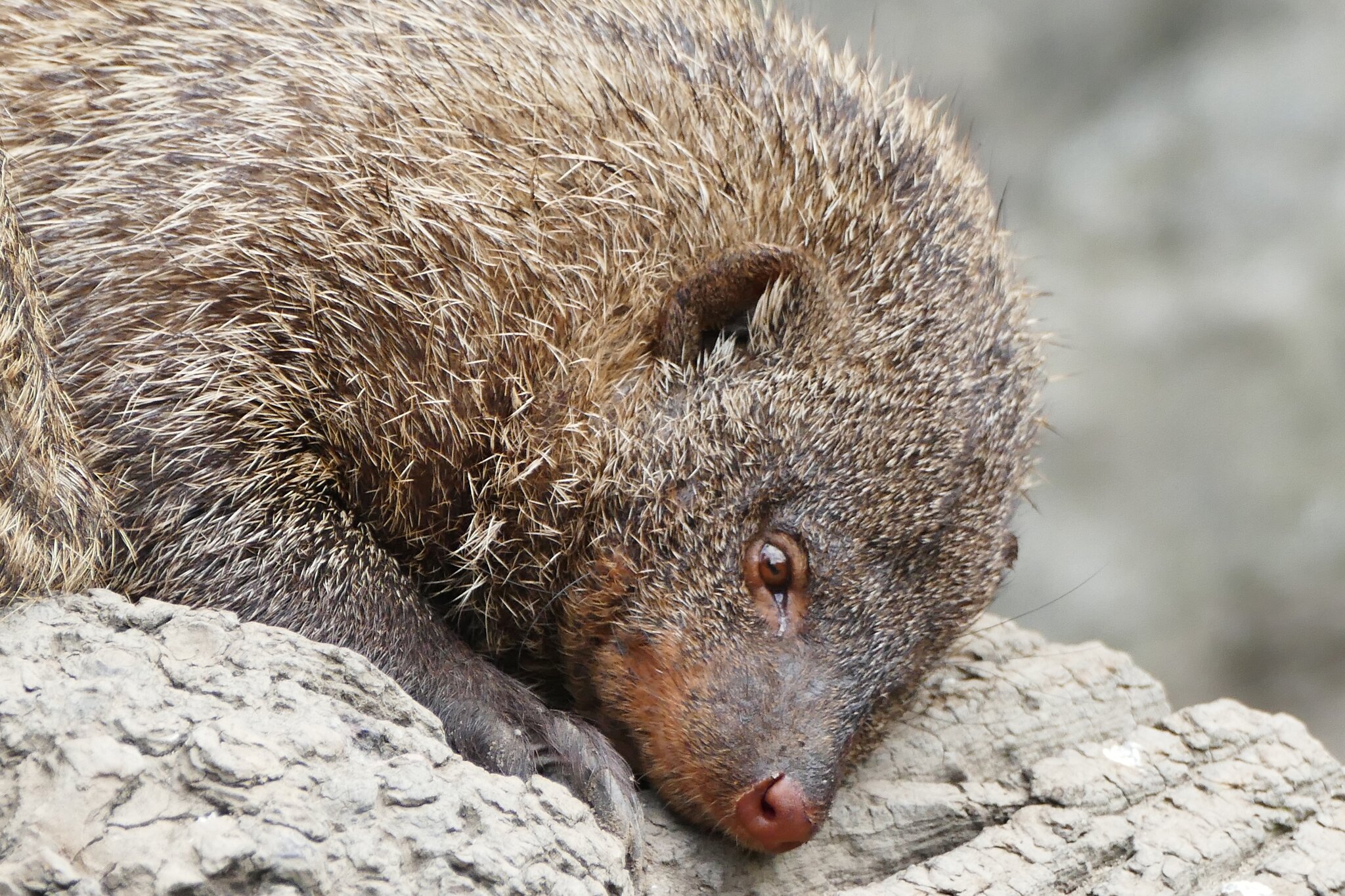 Zebramanguste (Mungos Mungo) Portrait - Zoo Duisburg