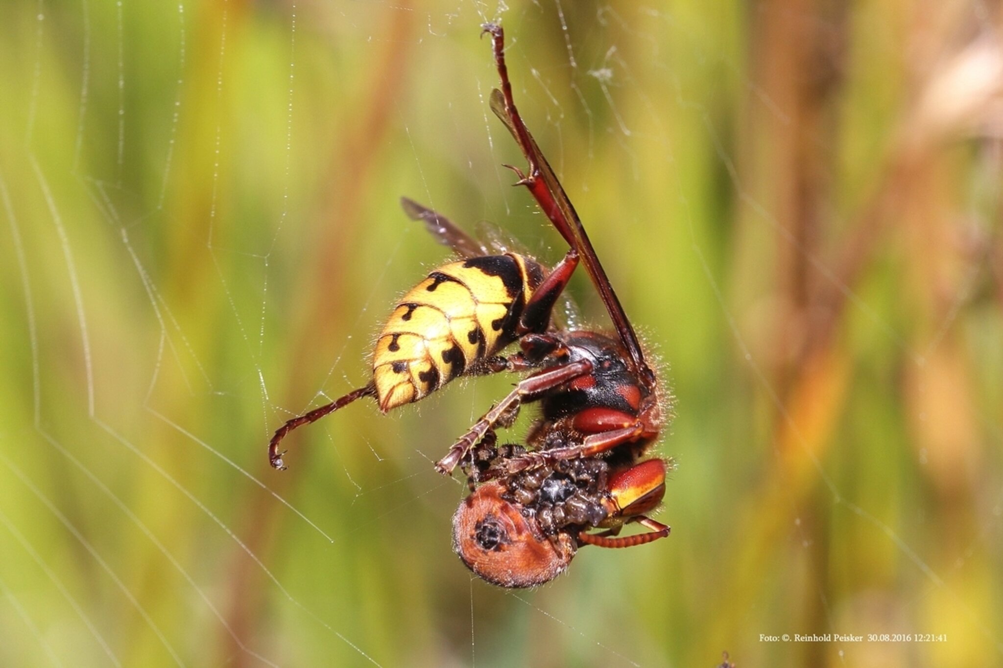 Hier hat die Hornisse, der Spinne schon die Beine abgetrennt
