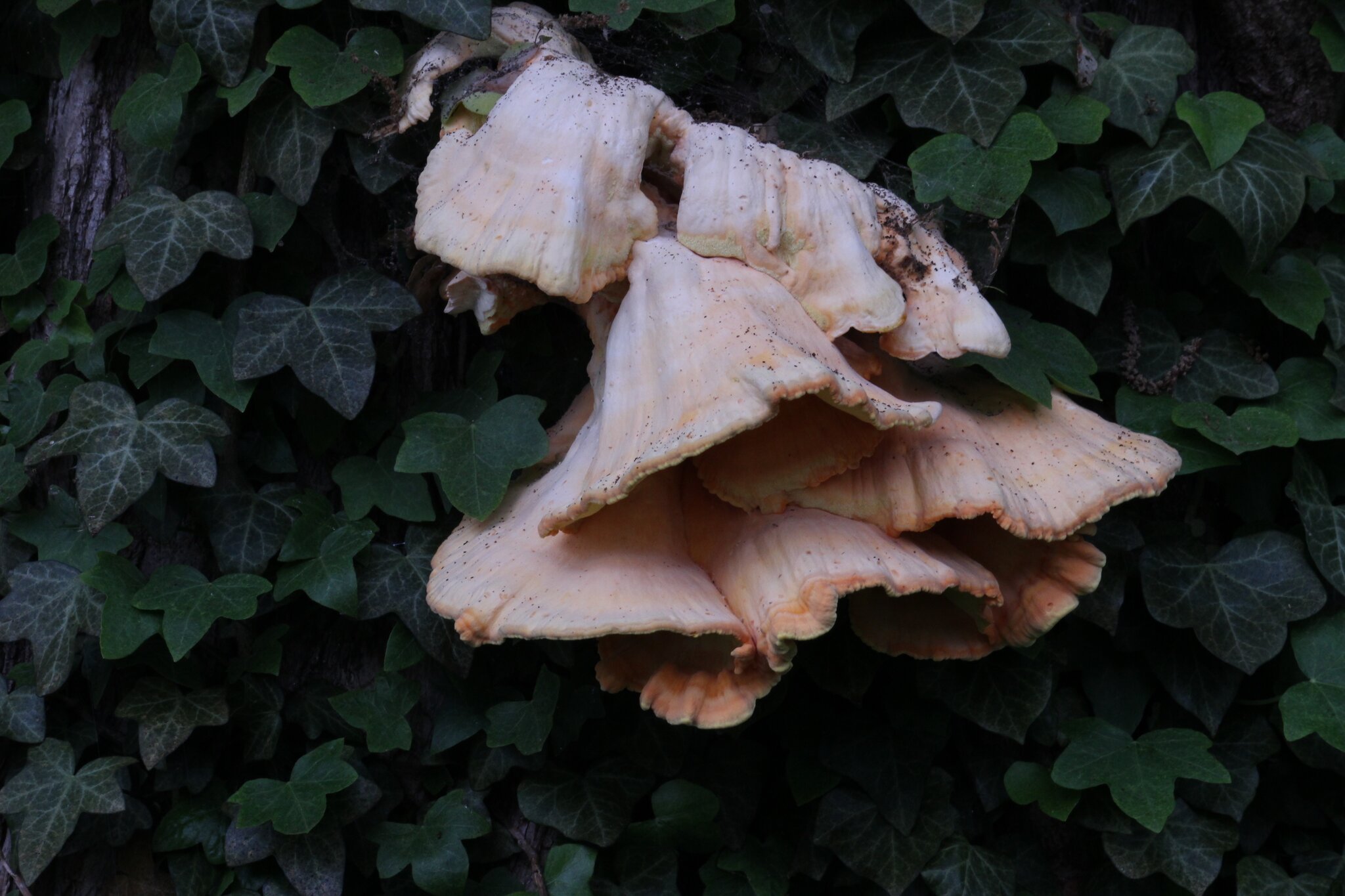 Was ist eigentlich ein Myzel