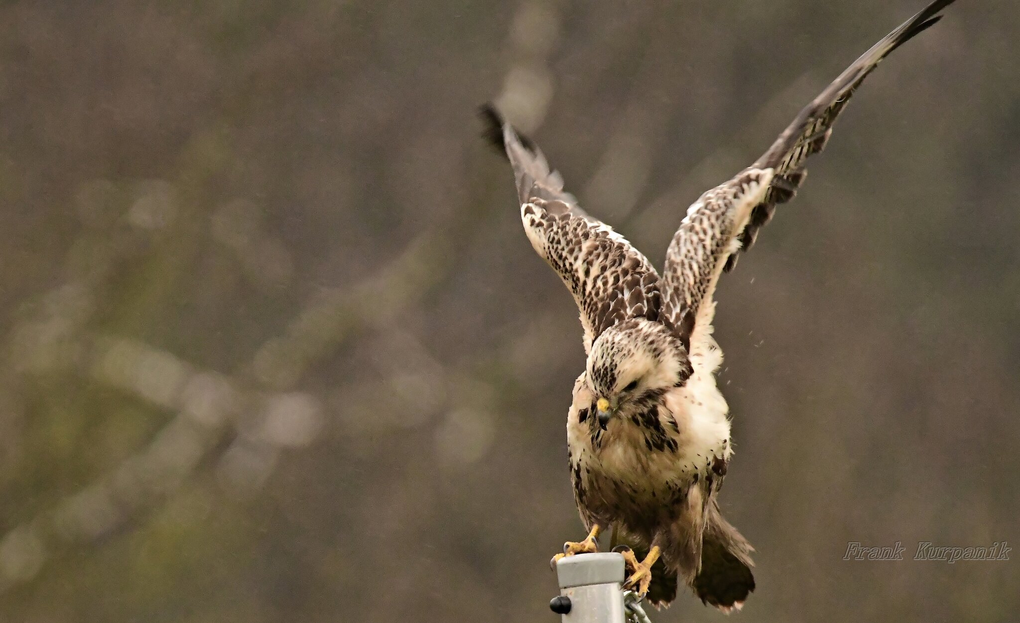 kommt ein Bussard.... angeflogen
