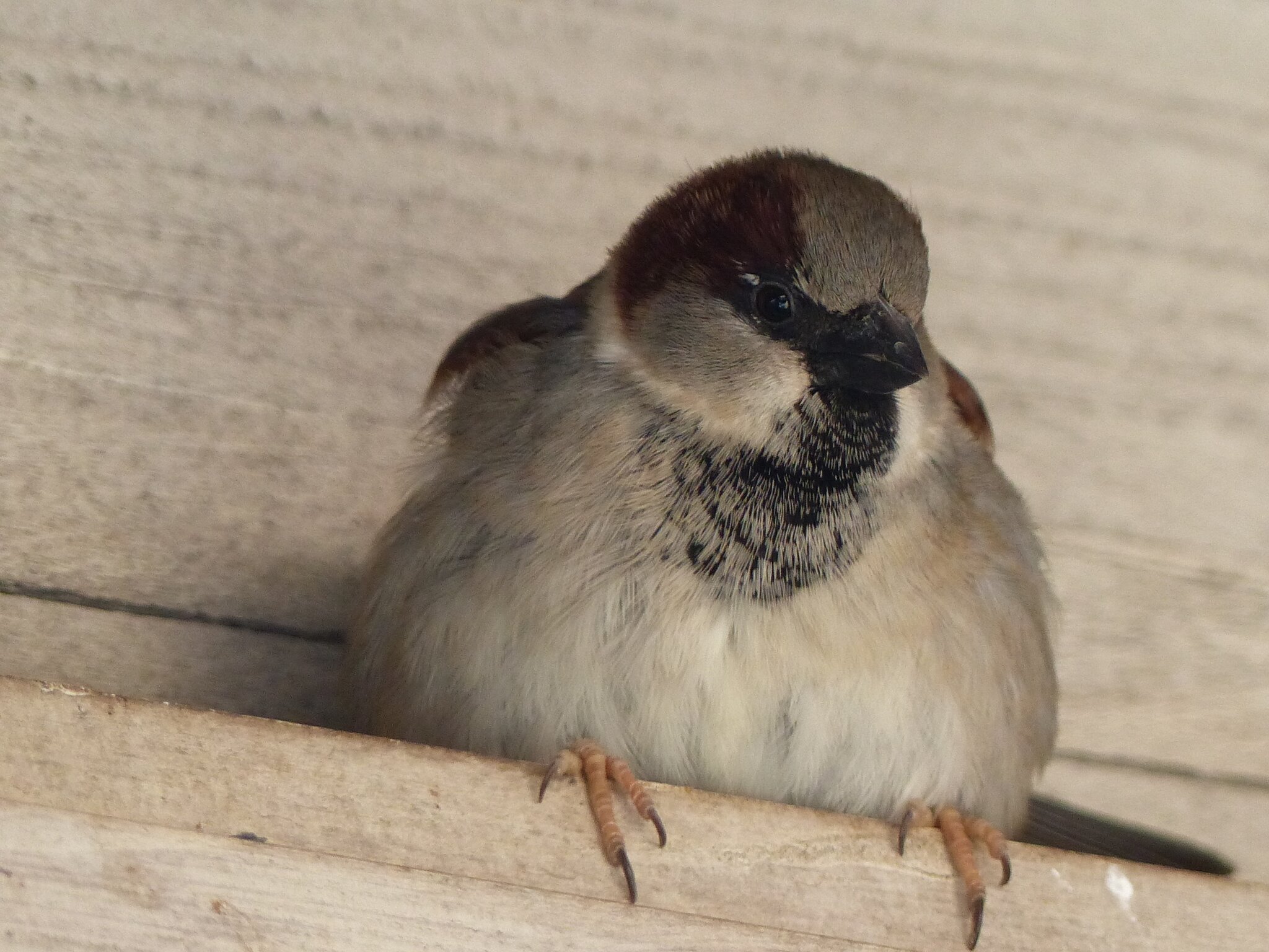 Aufgeplustert | Spatz | aufgeplustert
