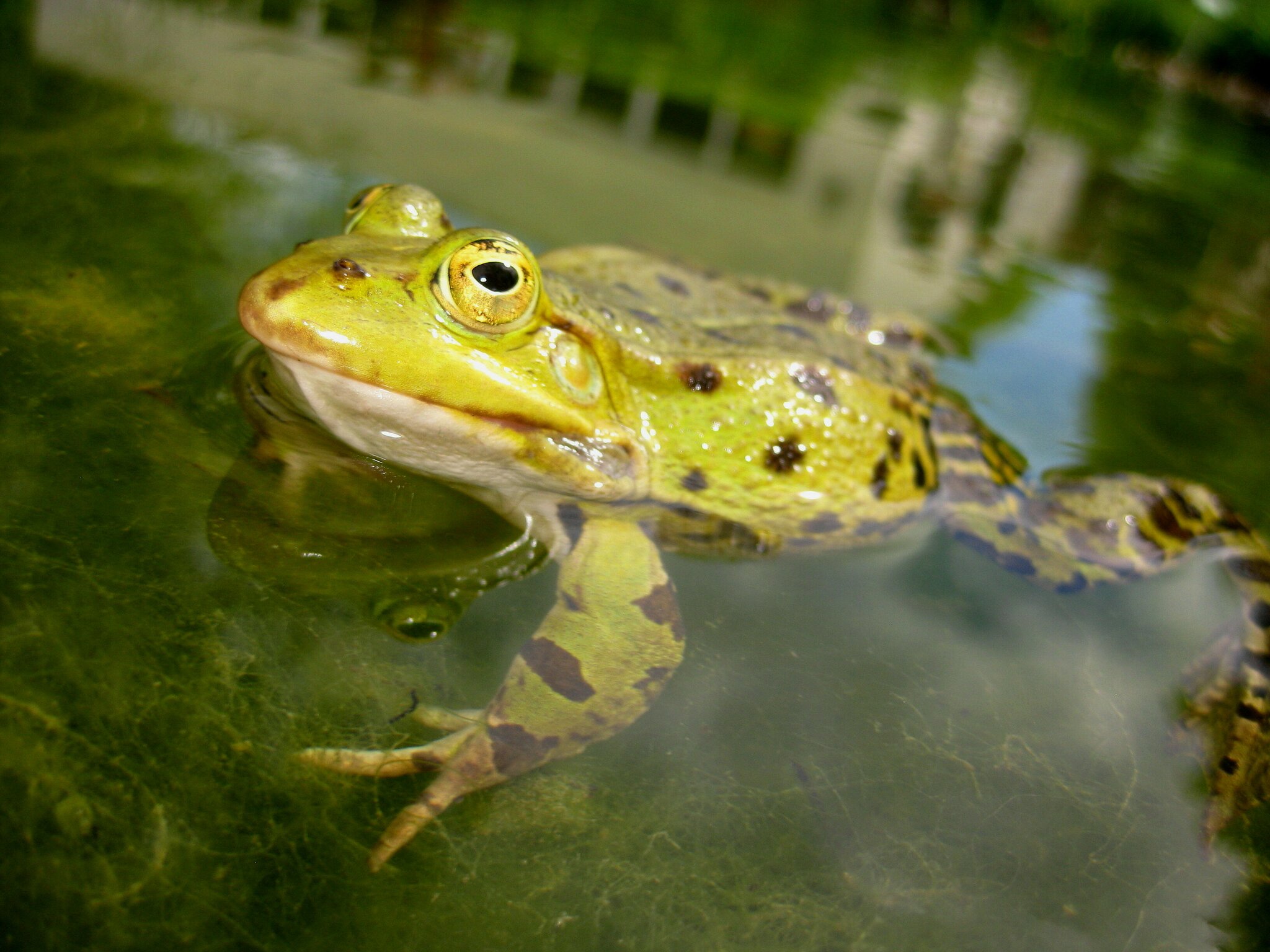 ,,Hätte ich einen Frosch in der Wohnung, hätte ich keine lästigen ...