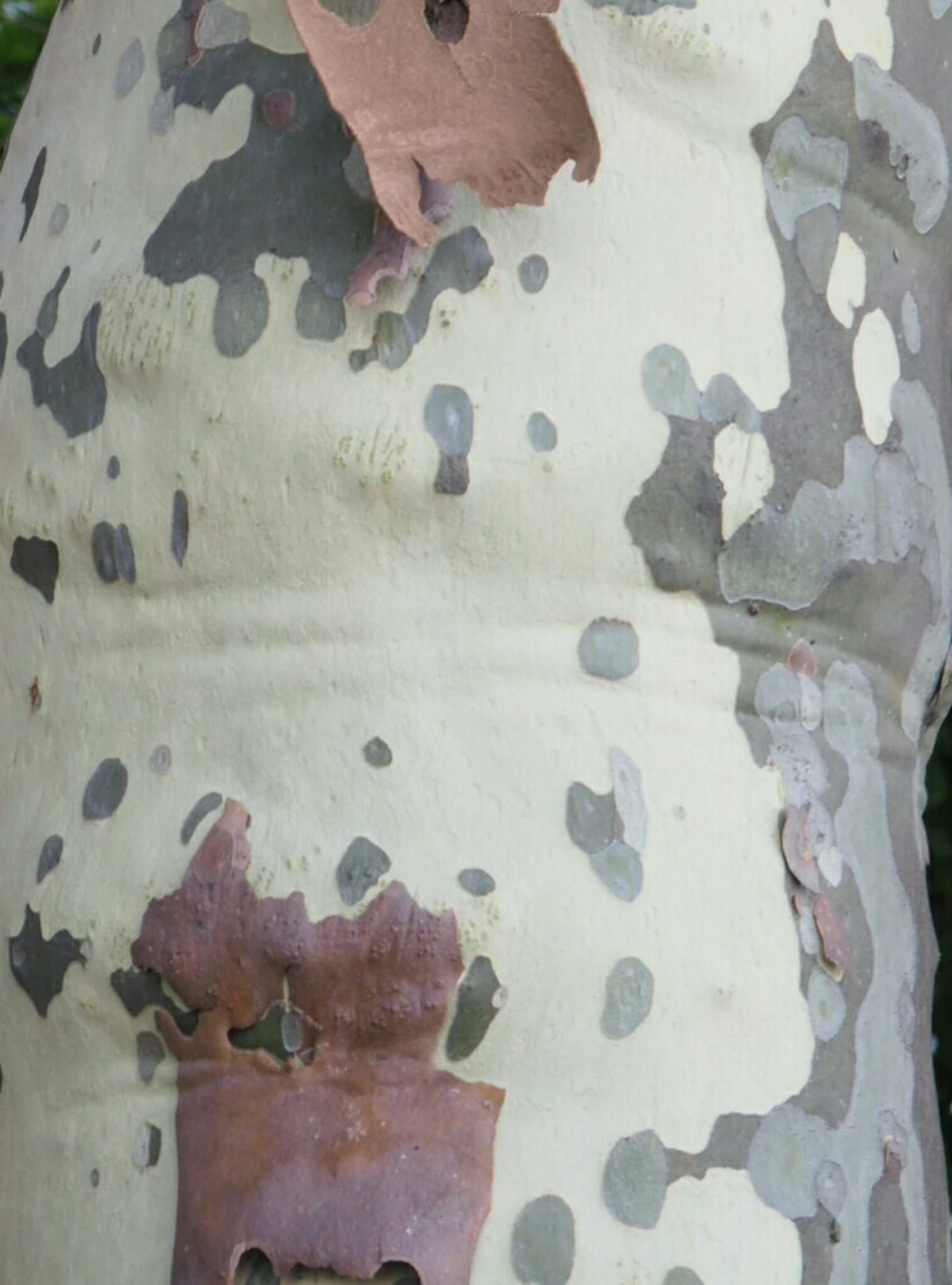 Militärtextil oder Rinde?