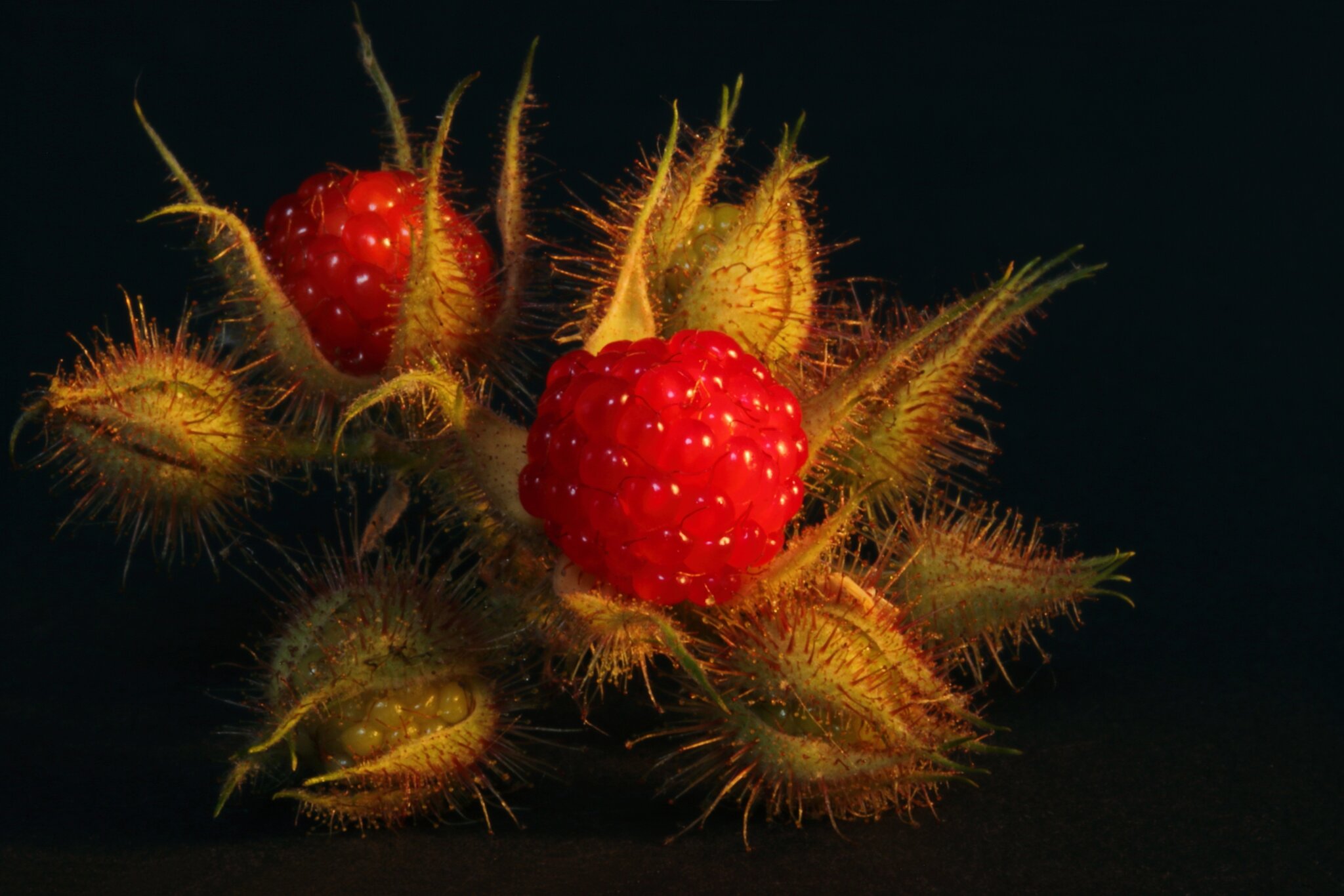 Die 'Japanische Weinbeere' (Rubus phoenicolasius) oder auch ...