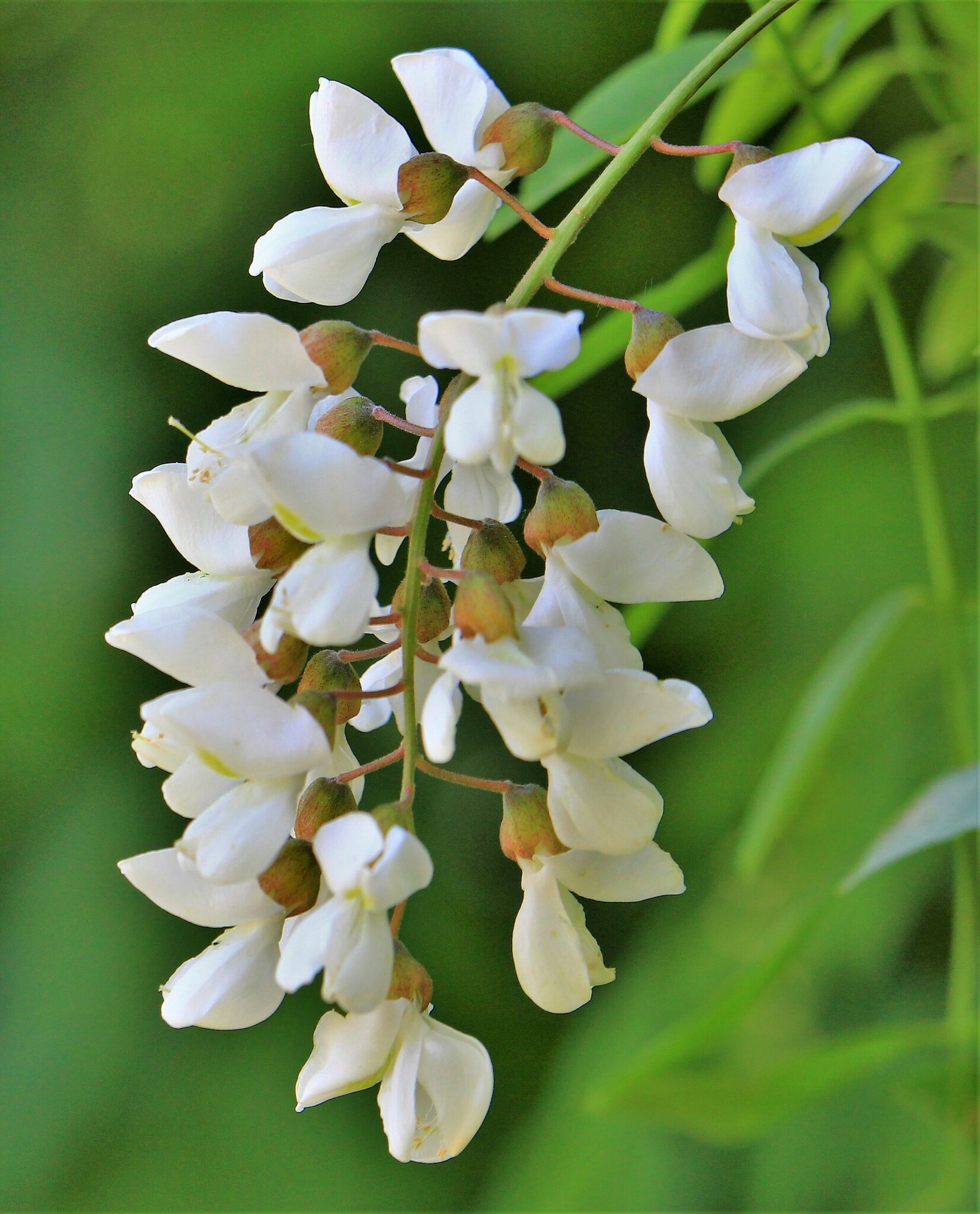 Die Gewöhnliche Robinie (Robinia pseudoacacia) auch Scheinakazie ...