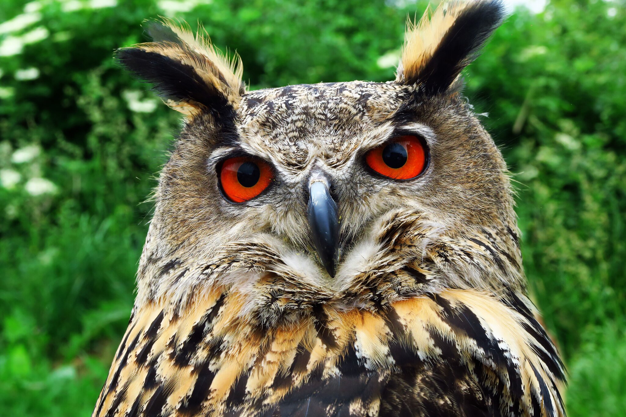 "Der Uhuhu, der Uhuhu....."