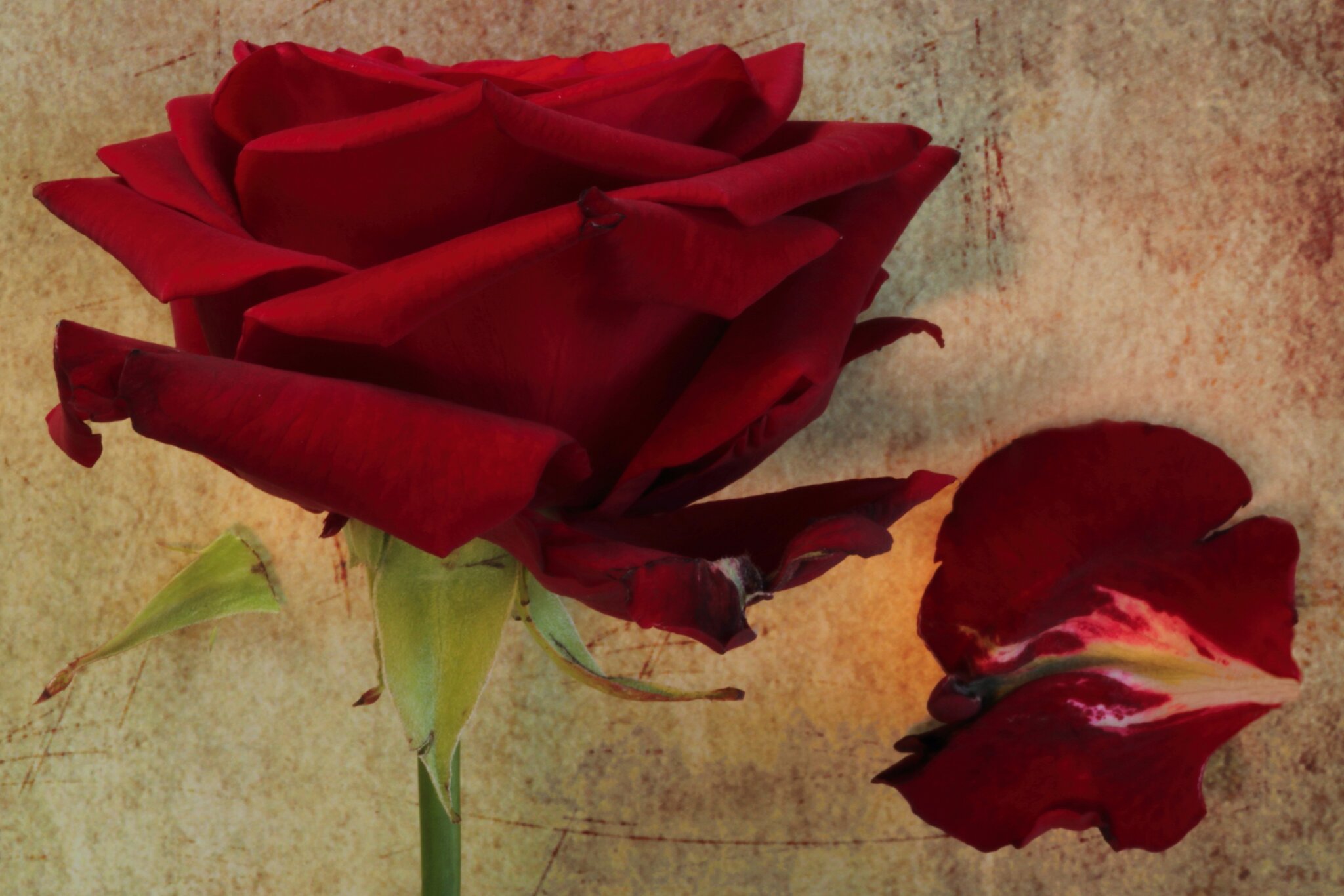 "Du, die zur Gabe ich mir erkor, lächelst aus Dornen freundlich hervor ...