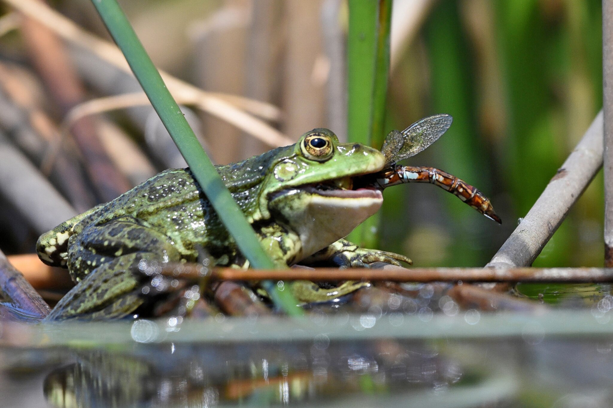 Frosch mit einer Königslibelle als Beute