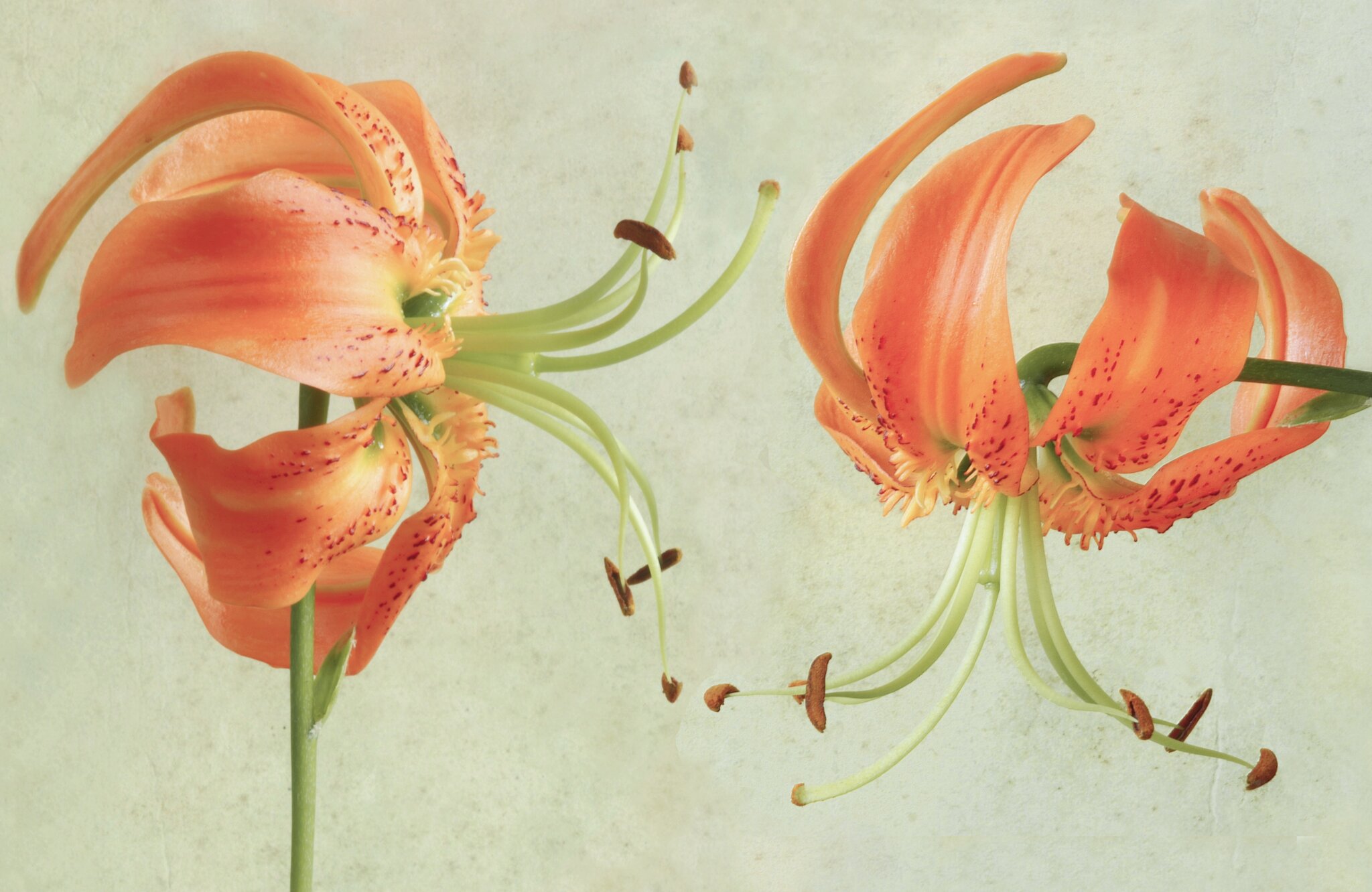 Die 'Tigerlilie' (Lilium lancifolium), auch 'Tiger-Lily' genannt, zählt ...