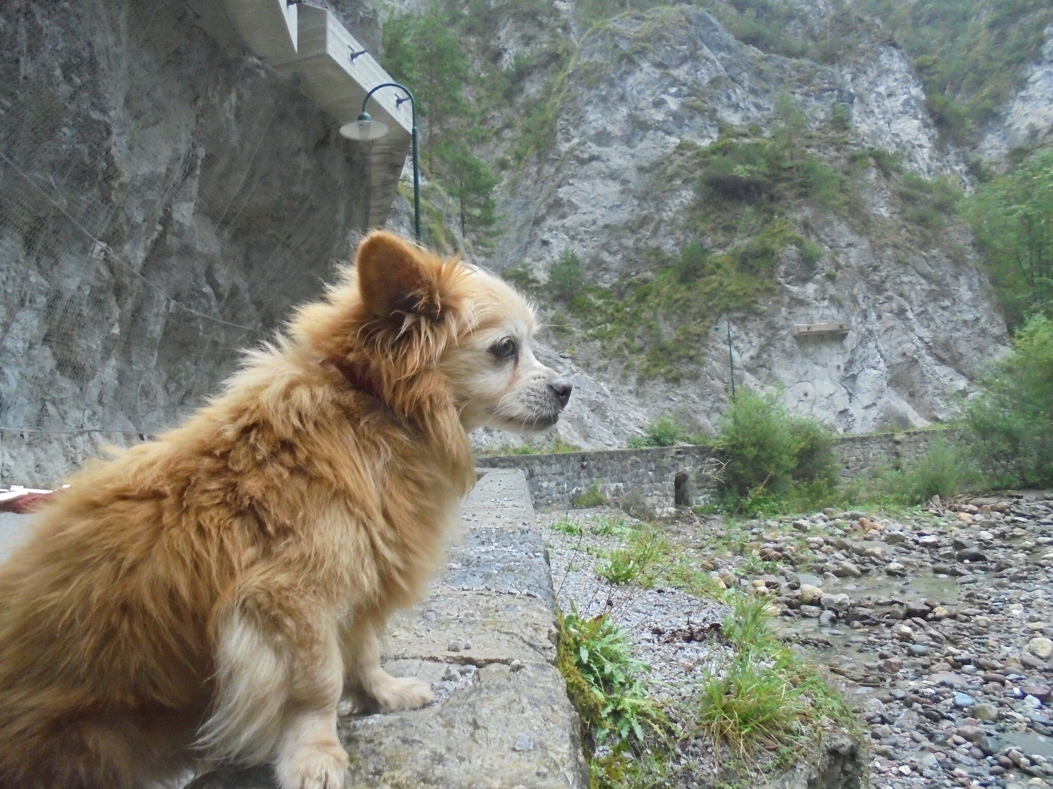 Felix in der Kundler Kamm / Tirol!