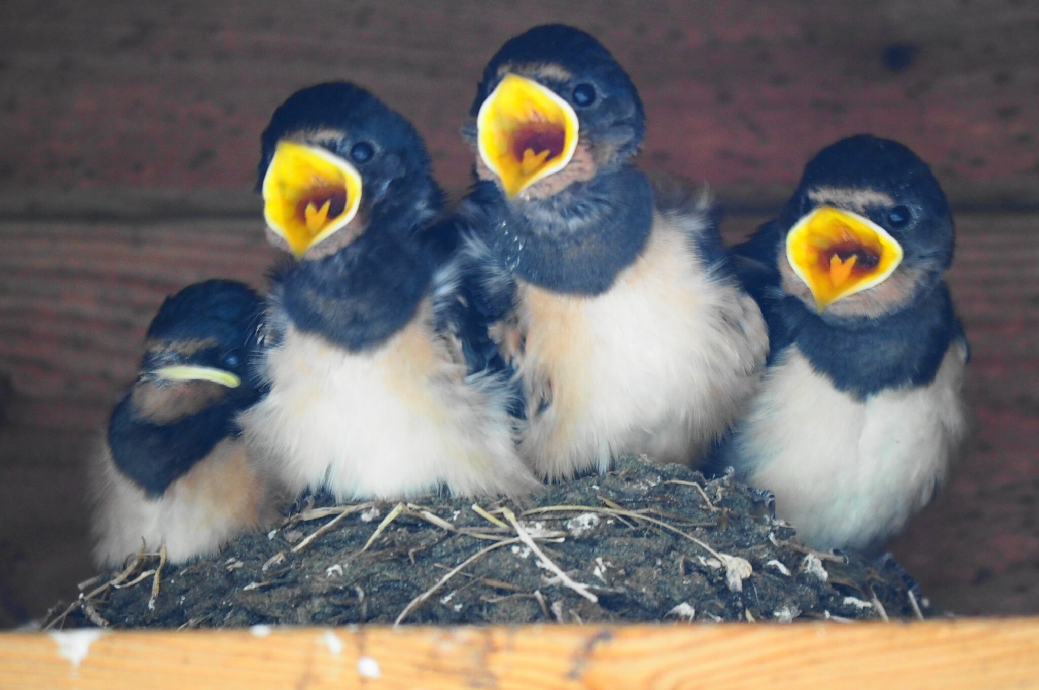 Welcher ist der Bub?