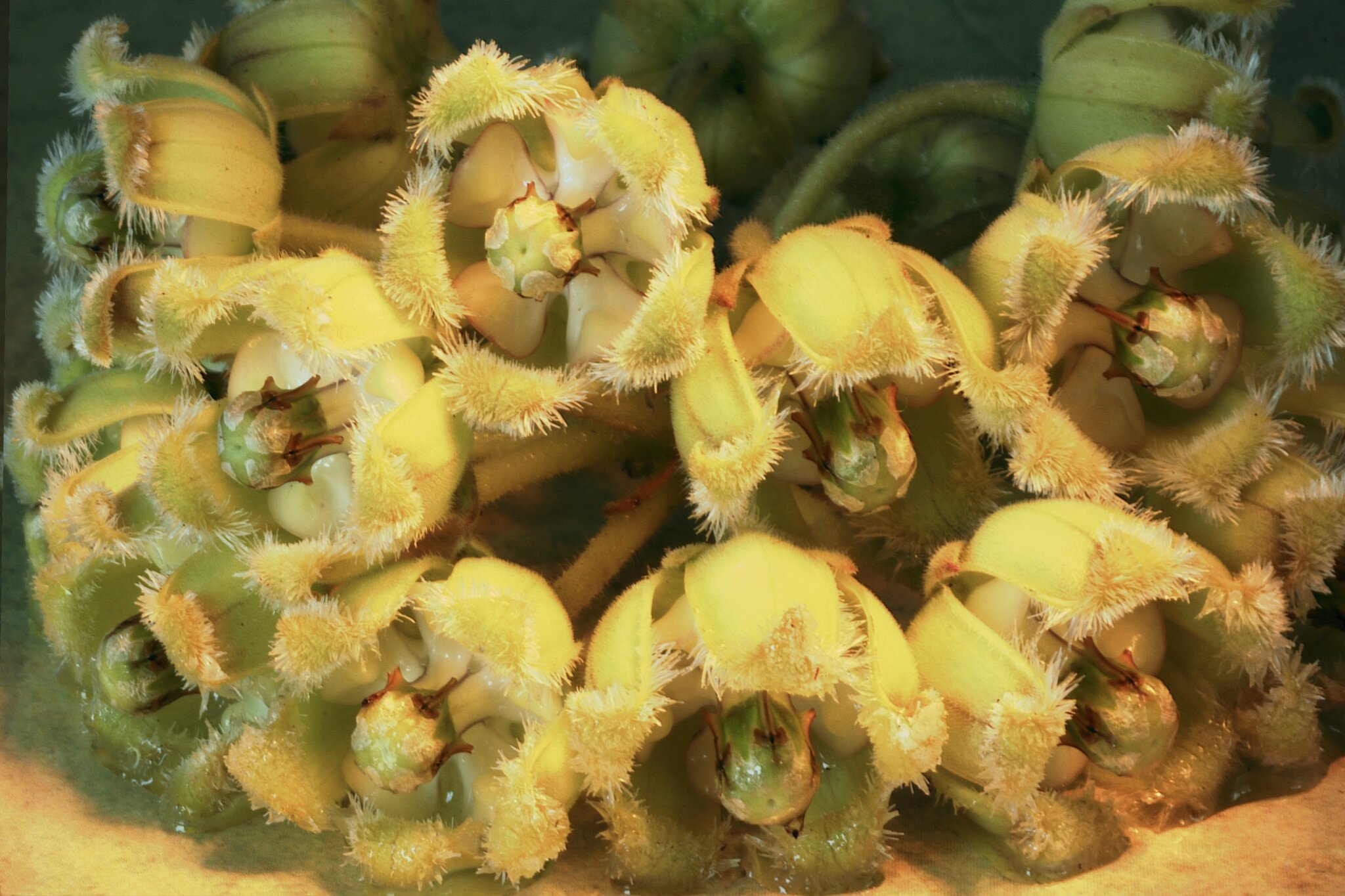 'Uzara' (Xysmalobium undulatum) - eine Pflanzenart aus der Familie der ...