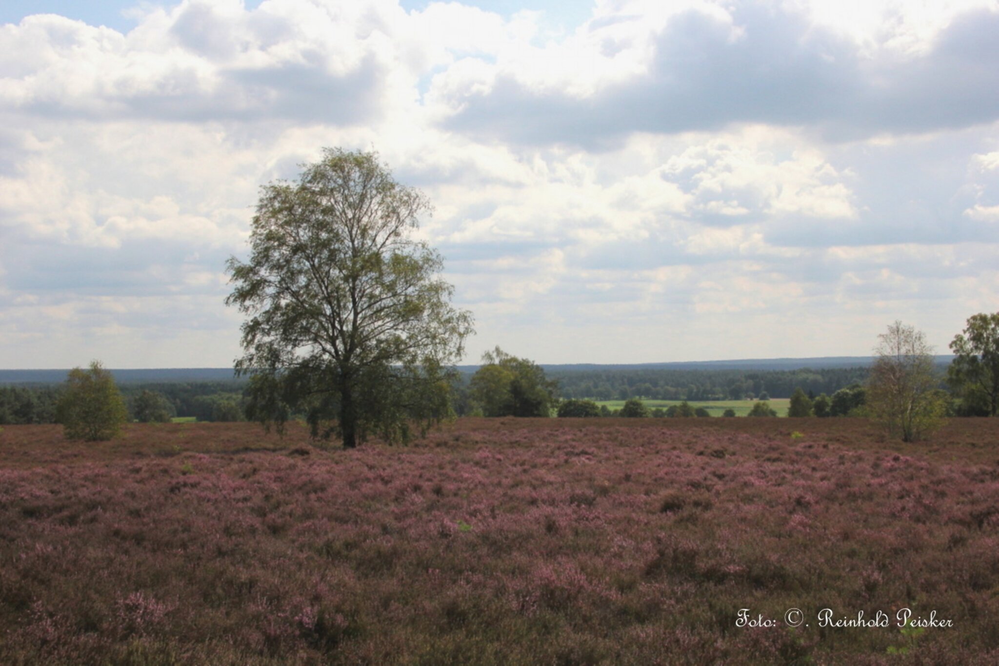 Ein Tag in der Heide