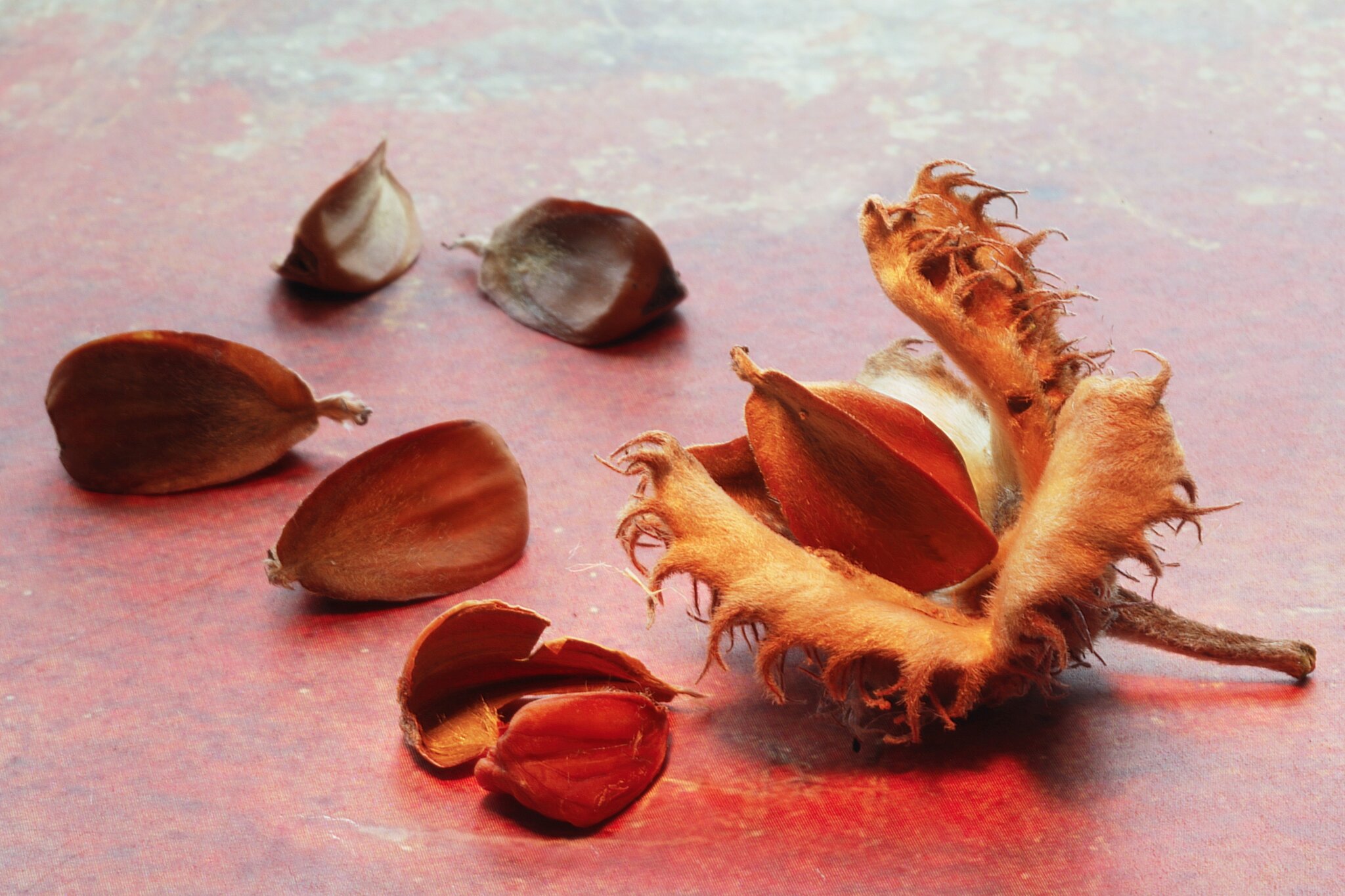 'Bucheckern' - die nussigen und nahrhaften Früchte der Rotbuche (Fagus ...