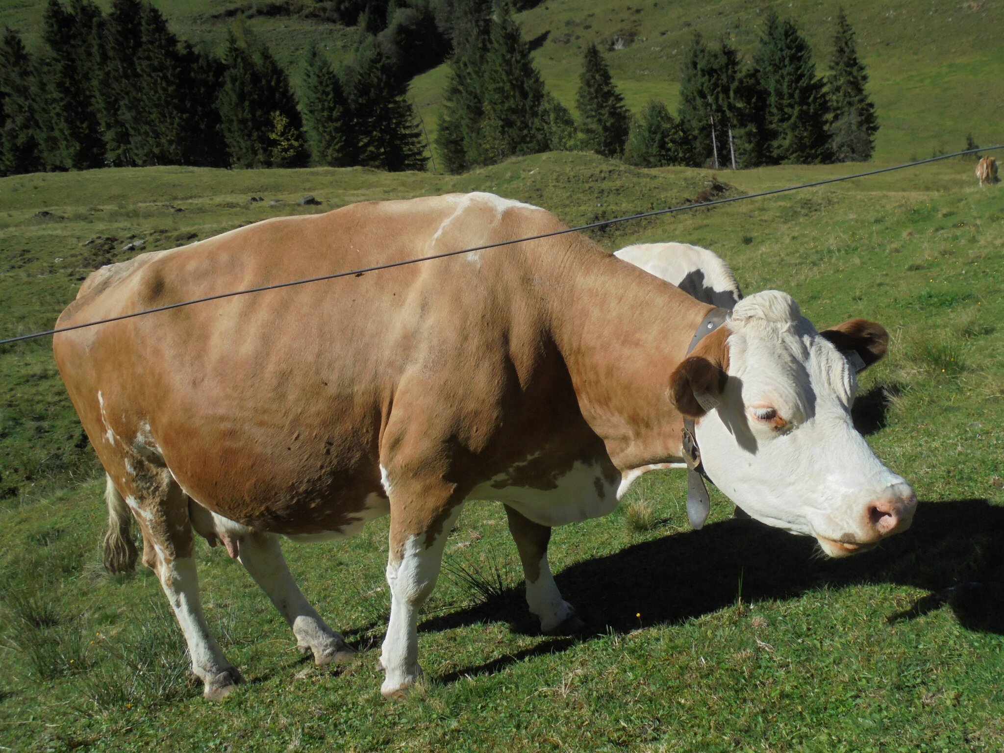 Da ist ja noch eine Kuh.