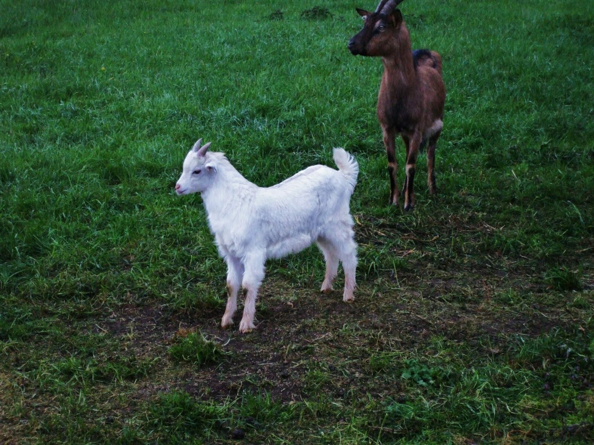 Ein weißer Bock auf der Weide