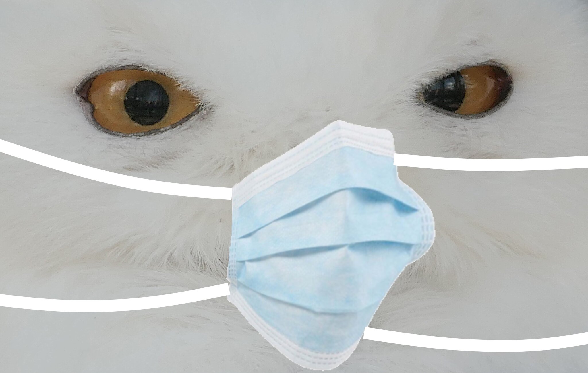 Wer ist eigentlich für die Verteilung der Masken zuständig?