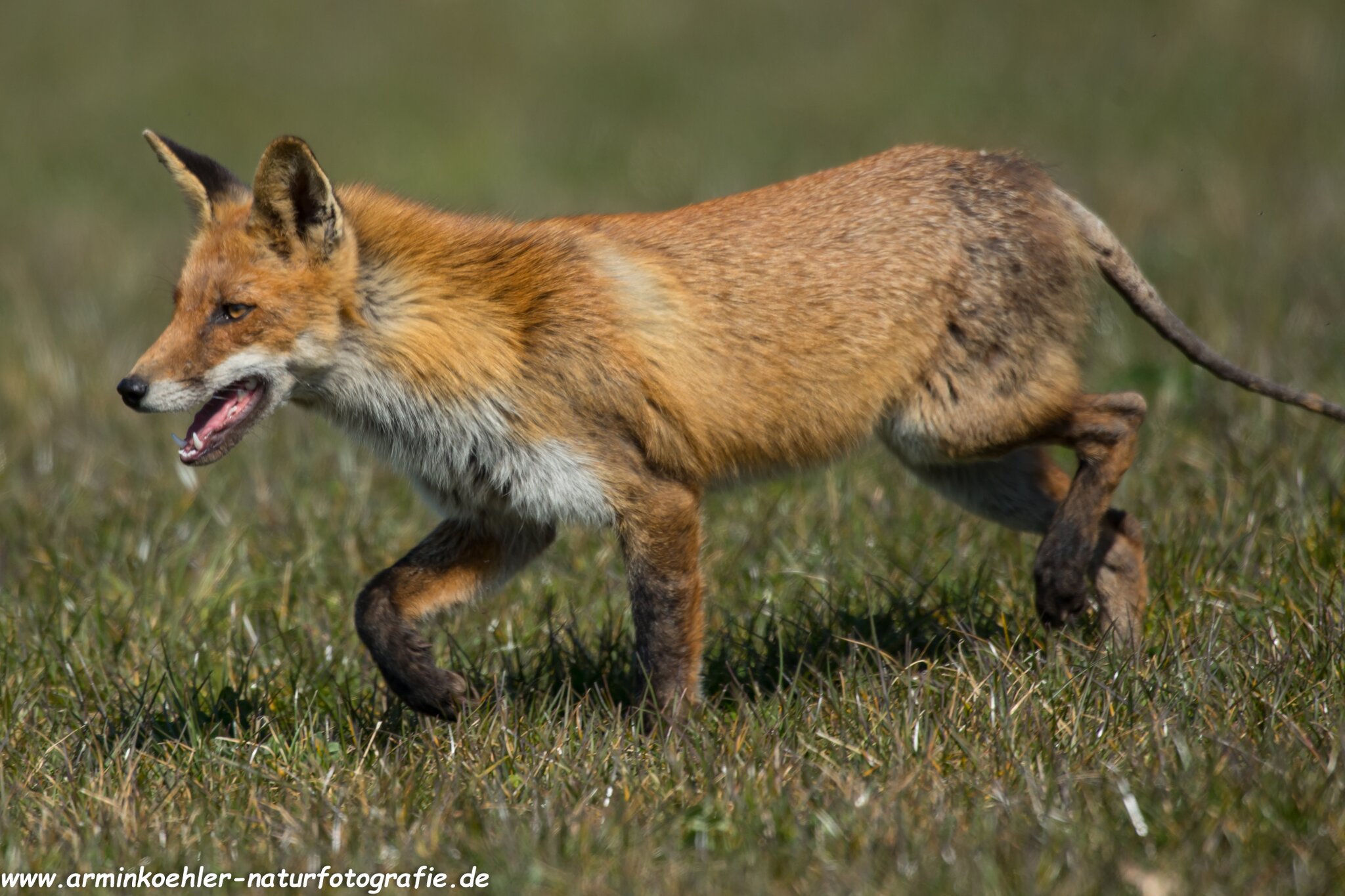 Der arme Kerl hat die Räude