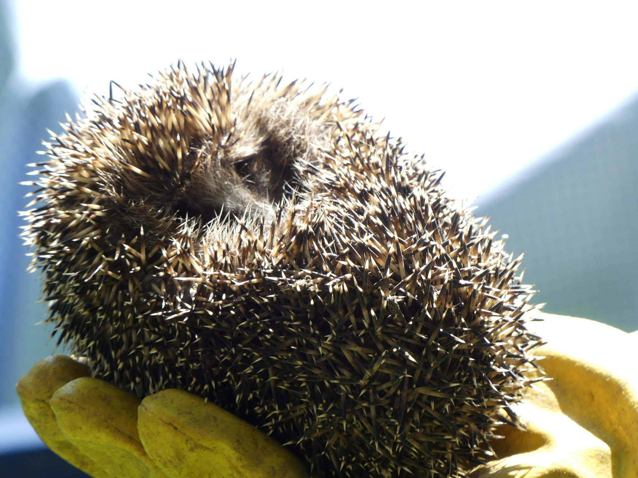 Den Igel haben wir heute im Keller entdeckt. Dort hat er wohl überwintert. Er ist groß genug, um ...