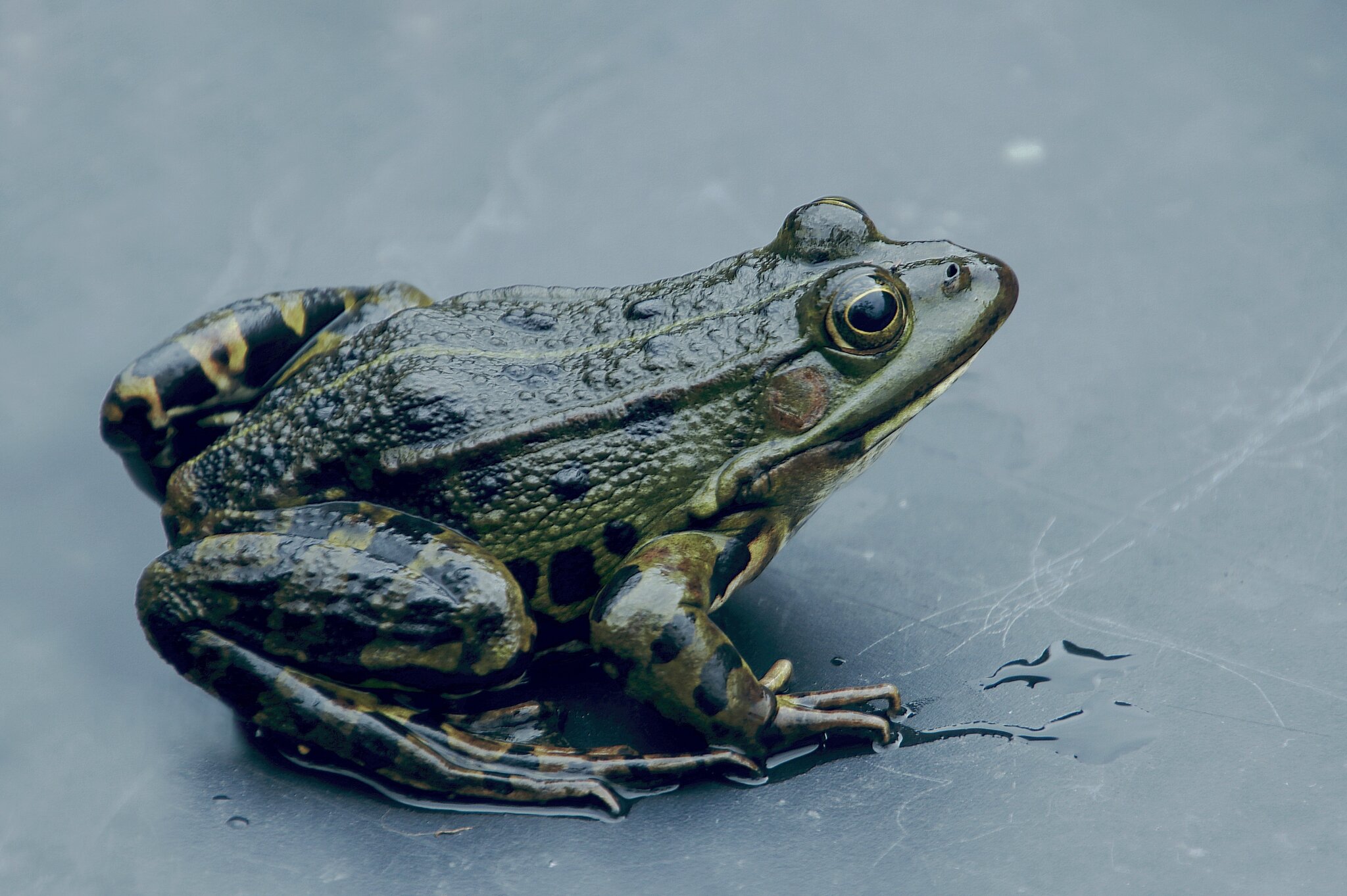 "Der Frosch kennt nichts Größeres als den Brunnen, in dem er sitzt ...