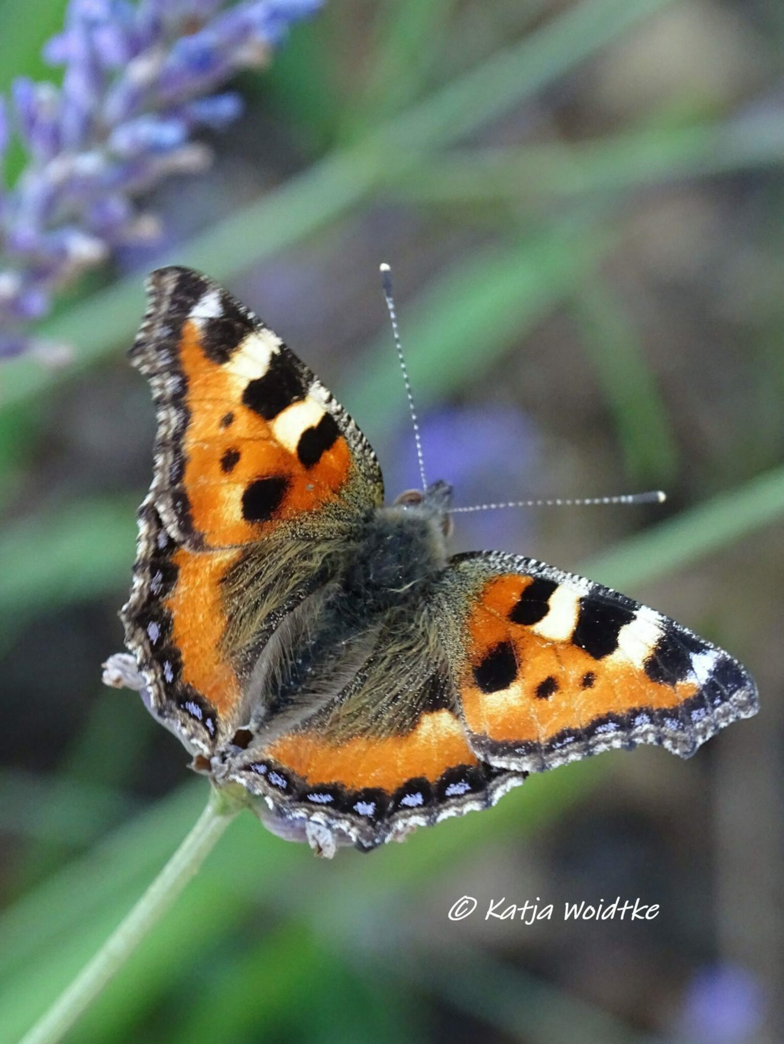 Kleiner Fuchs (Aglais urticae)