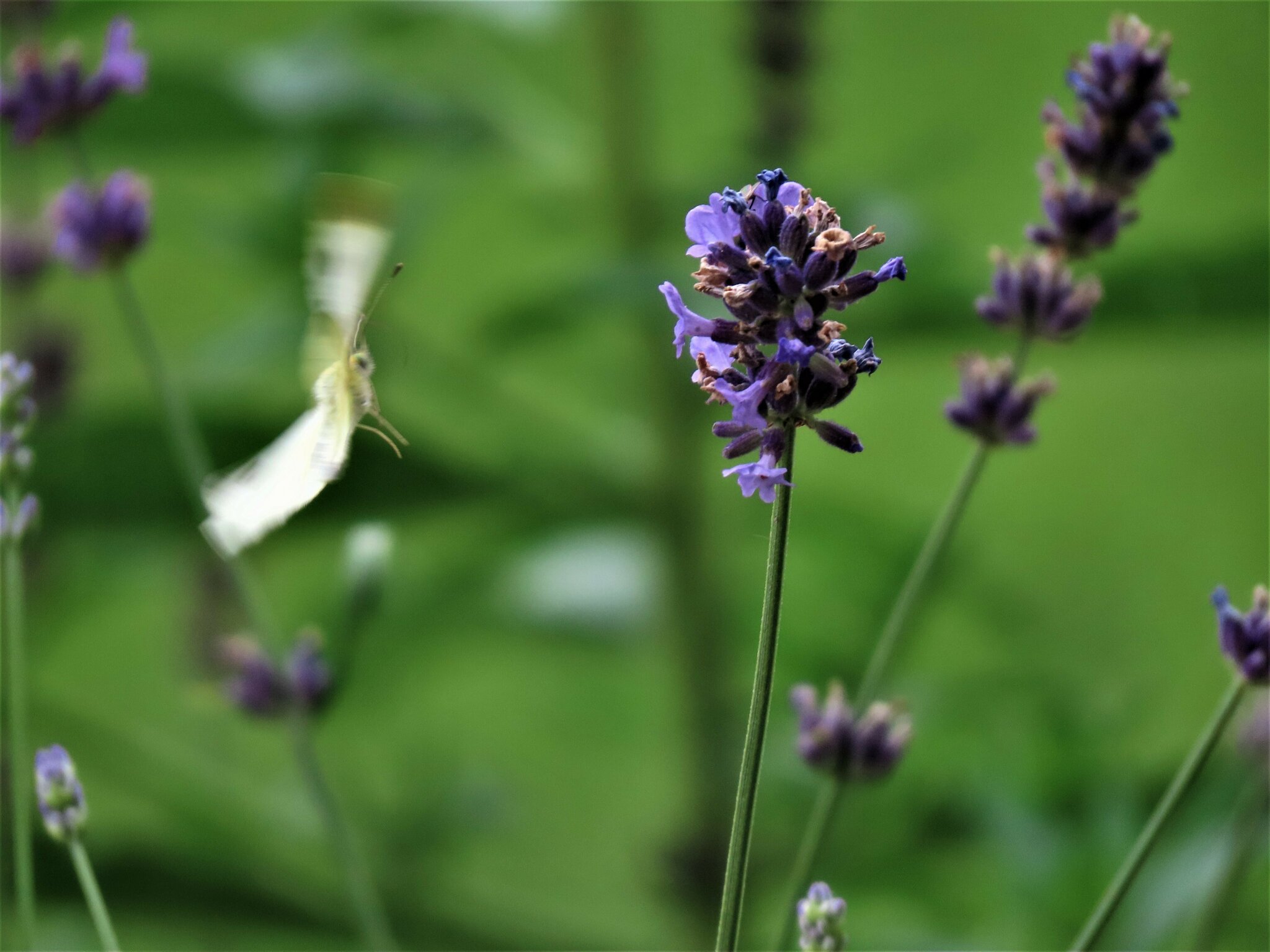 Setzt zur Landung an