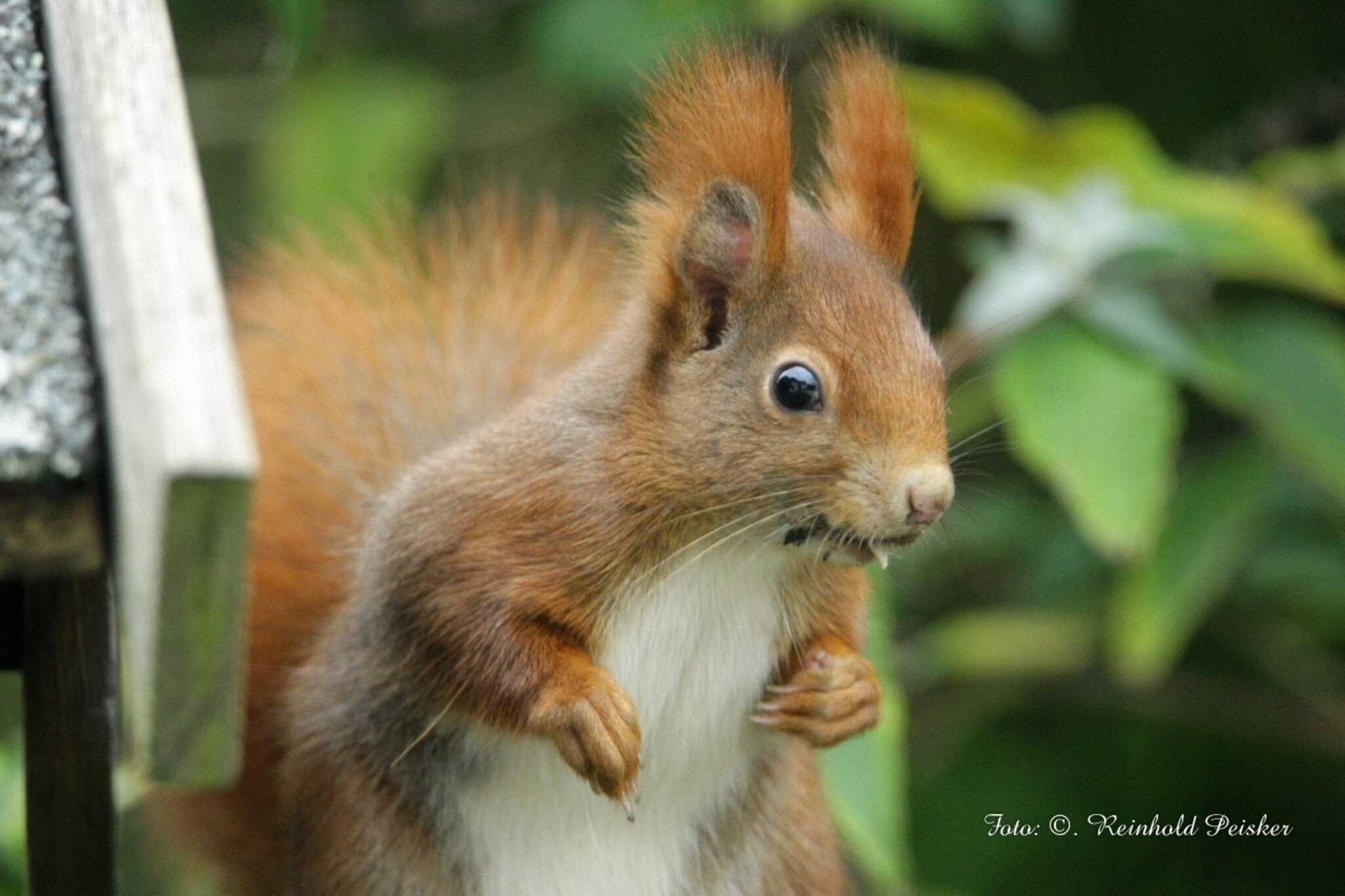 Hurra, hurra ich bin wieder daaaaaaaaaaaaaa ! :-)